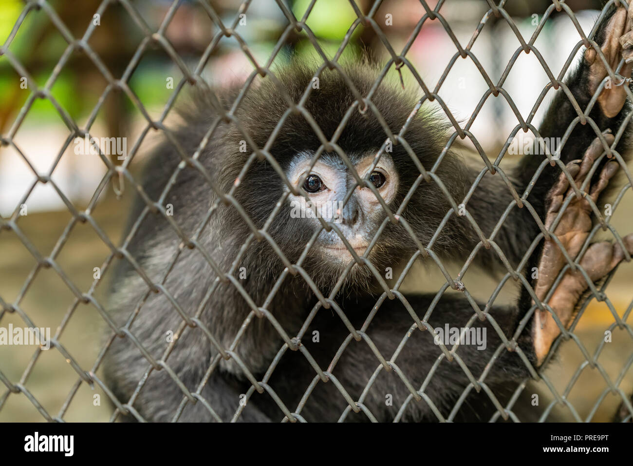 Docile animals hi-res stock photography and images - Alamy