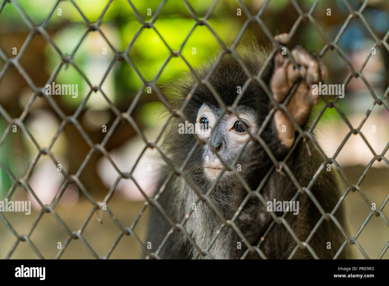 Dusky leaf monkey or spectacled langur is listed among the cutest ...