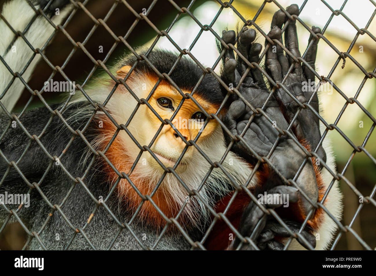 The red-shanked douc langur is native to Southeast Asia, specifically ...