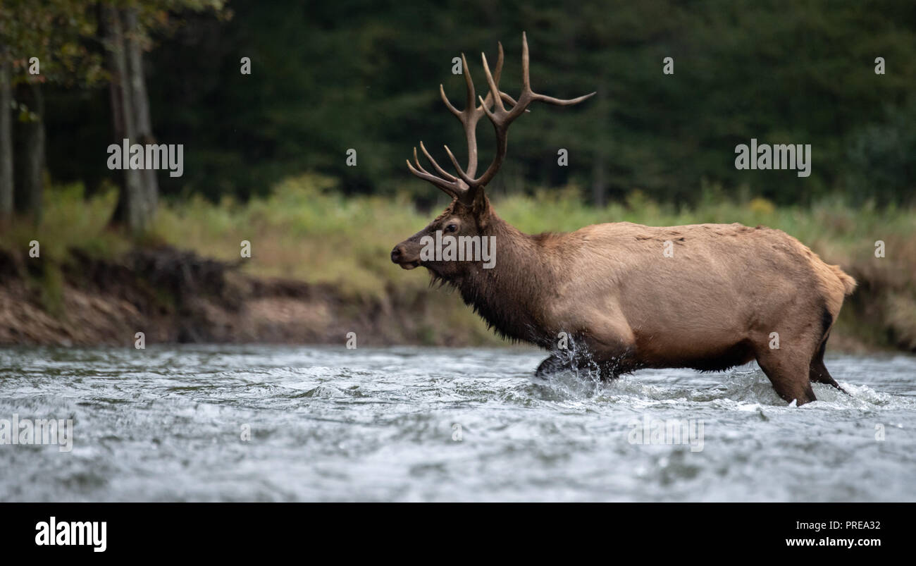 Wild Elk During the Rut Stock Photo - Alamy