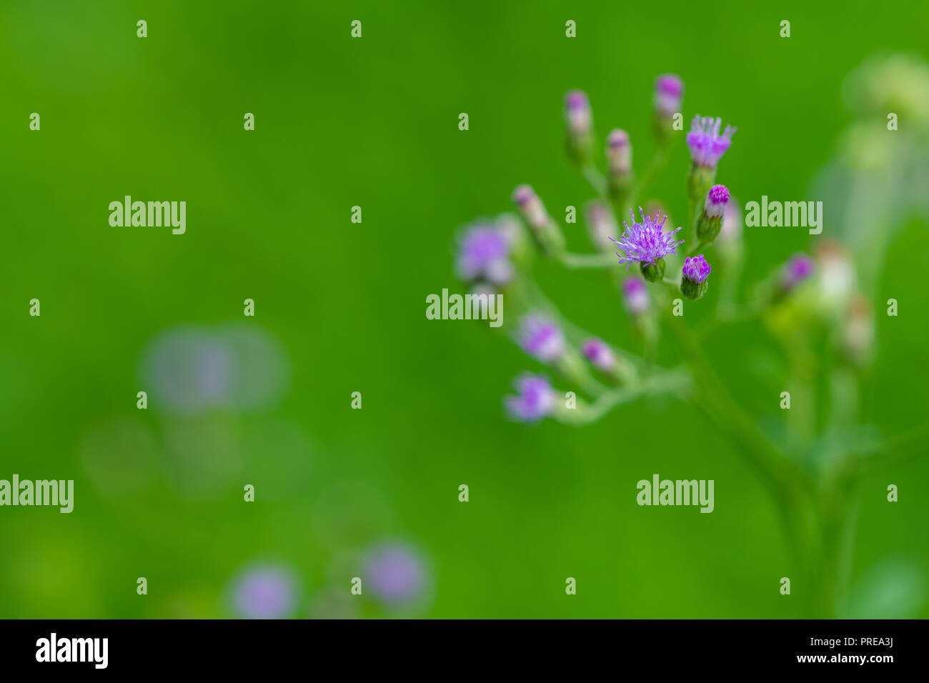 Little ironweed or Cyanthillium cinereum are use for smoke cessation in ...