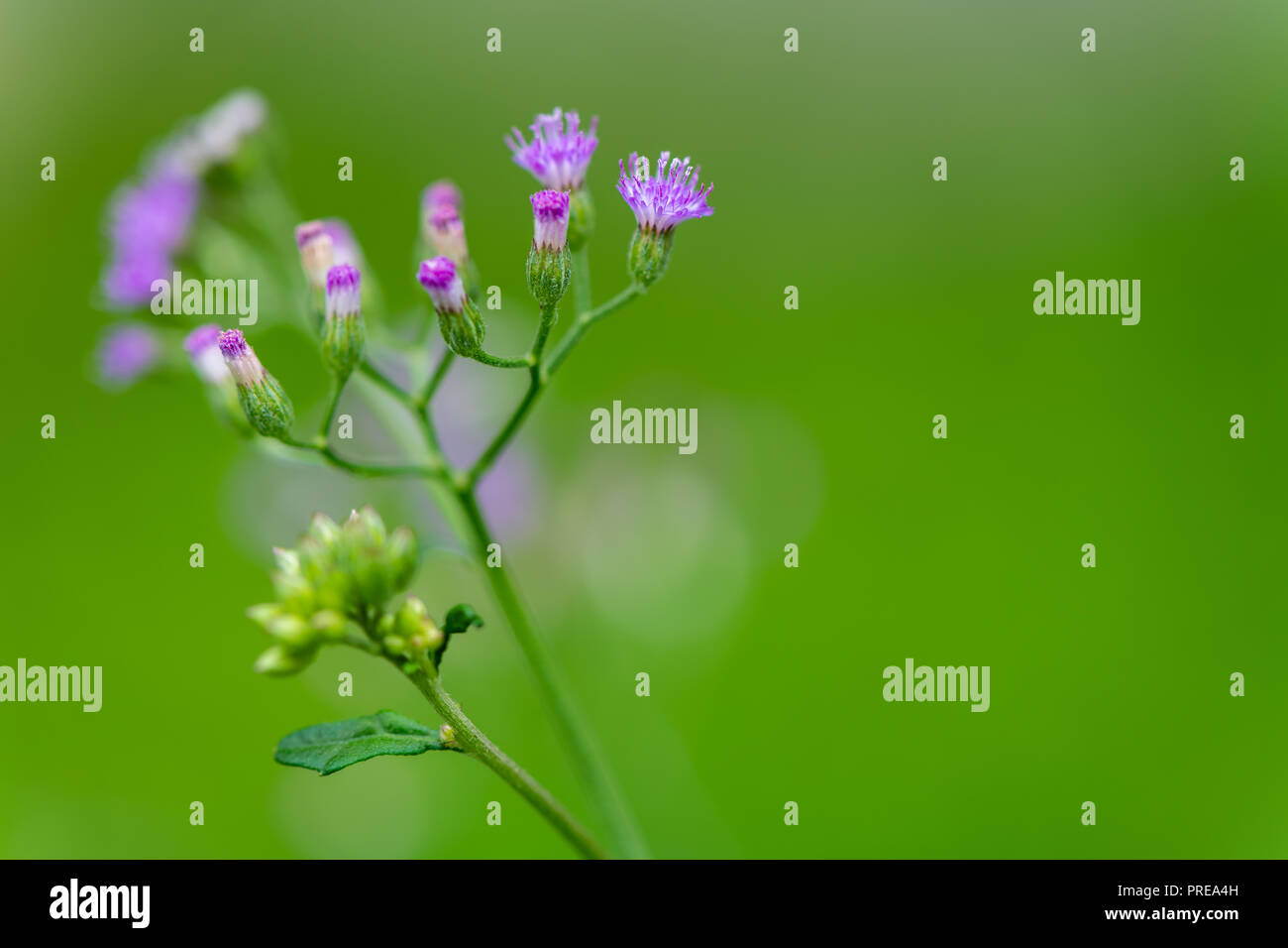 Little ironweed or Cyanthillium cinereum are use for smoke cessation in ...