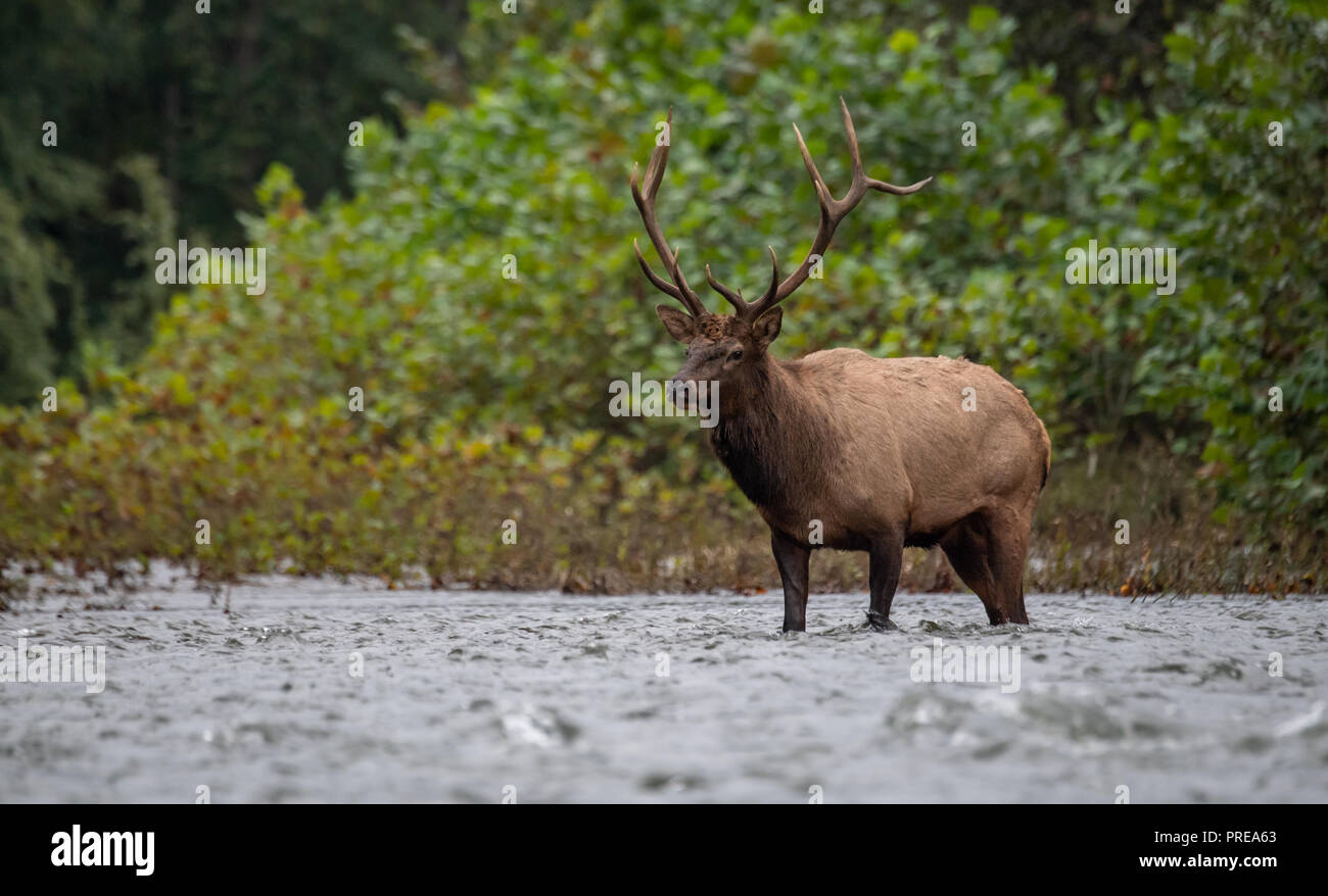 Wild Elk During the Rut Stock Photo - Alamy