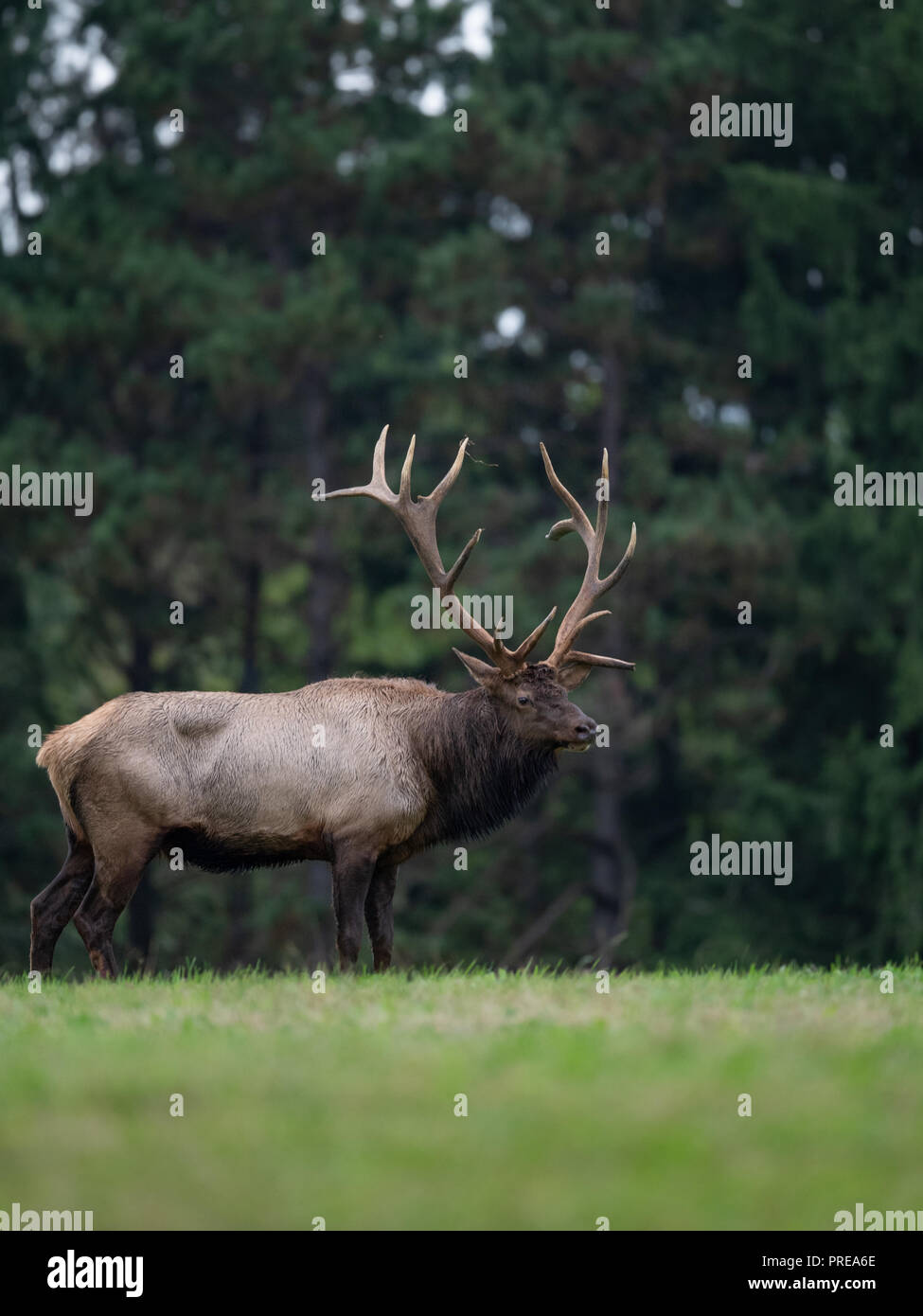 Wild Elk During the Rut Stock Photo - Alamy
