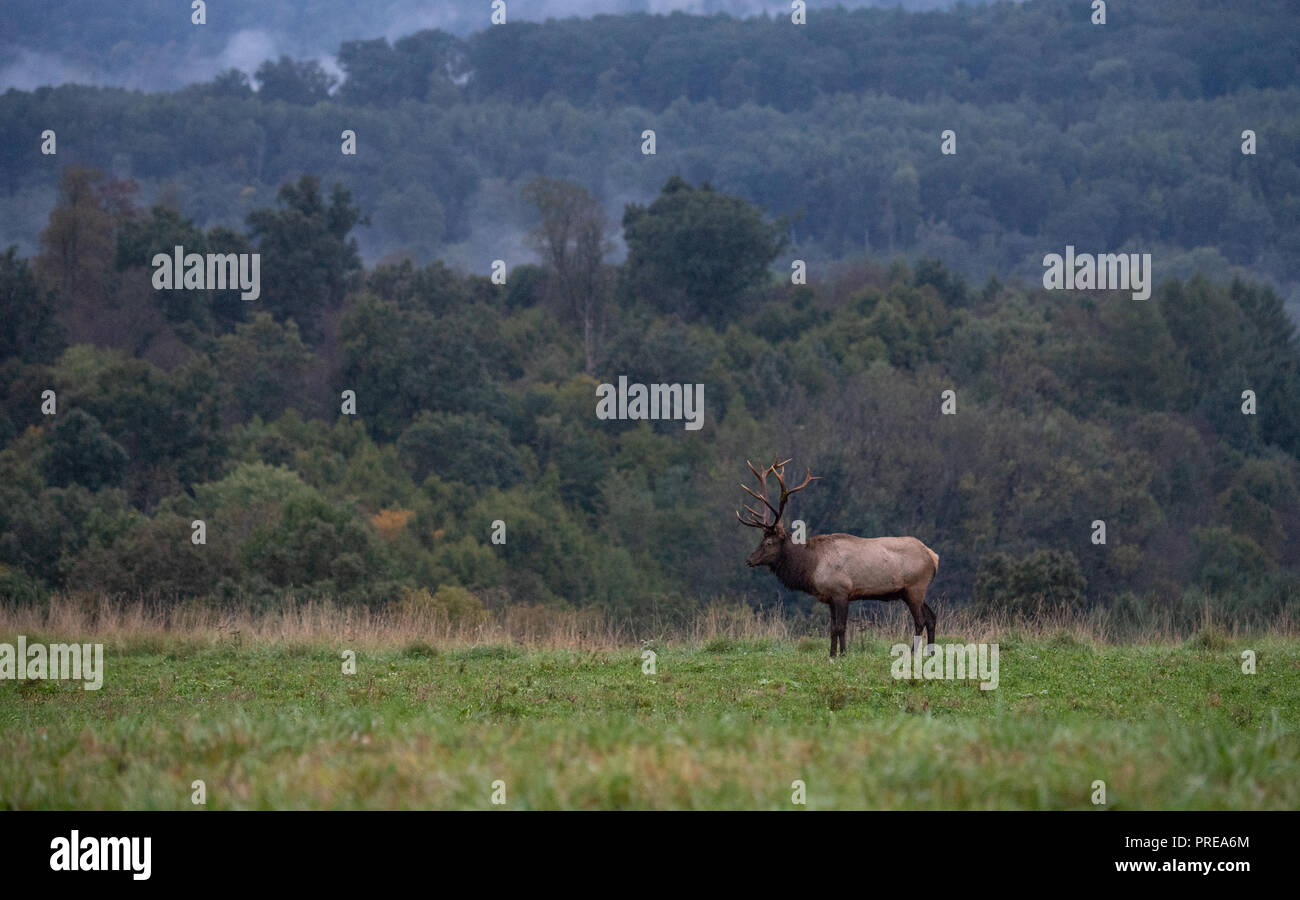 Wild Elk During the Rut Stock Photo - Alamy