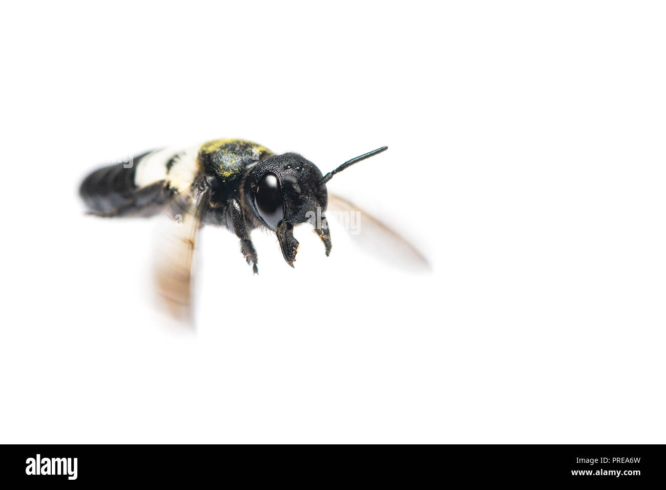 A close up of flying Leafcutter bee isolated on white background Stock ...