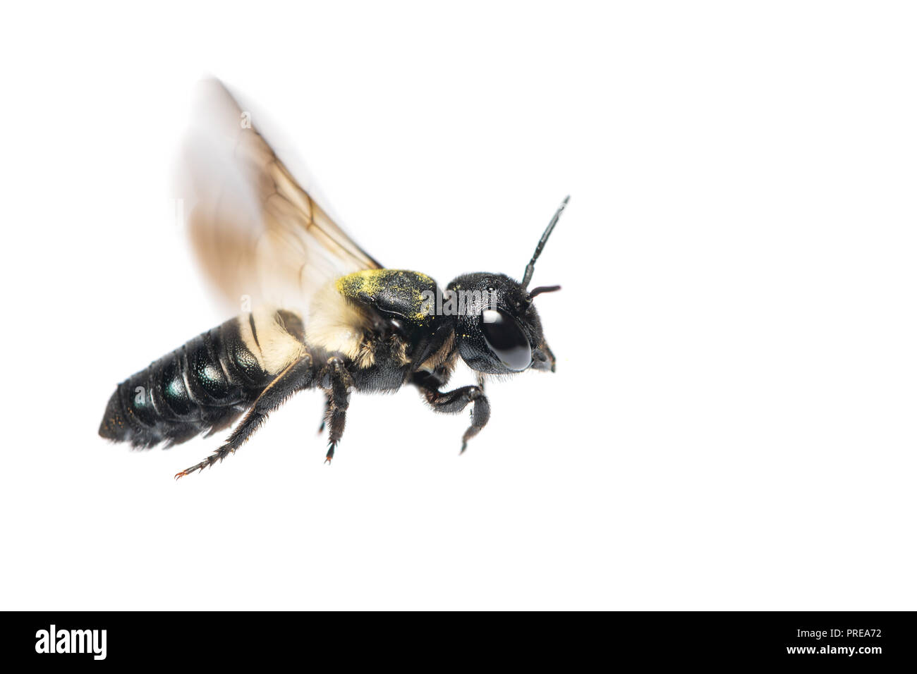 A close up of flying Leafcutter bee isolated on white background Stock ...