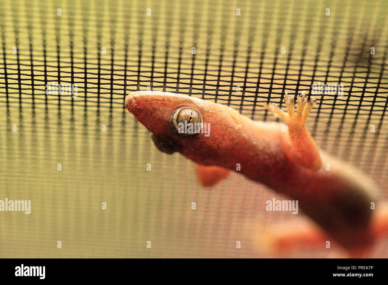 Peach gecko hi-res stock photography and images - Alamy