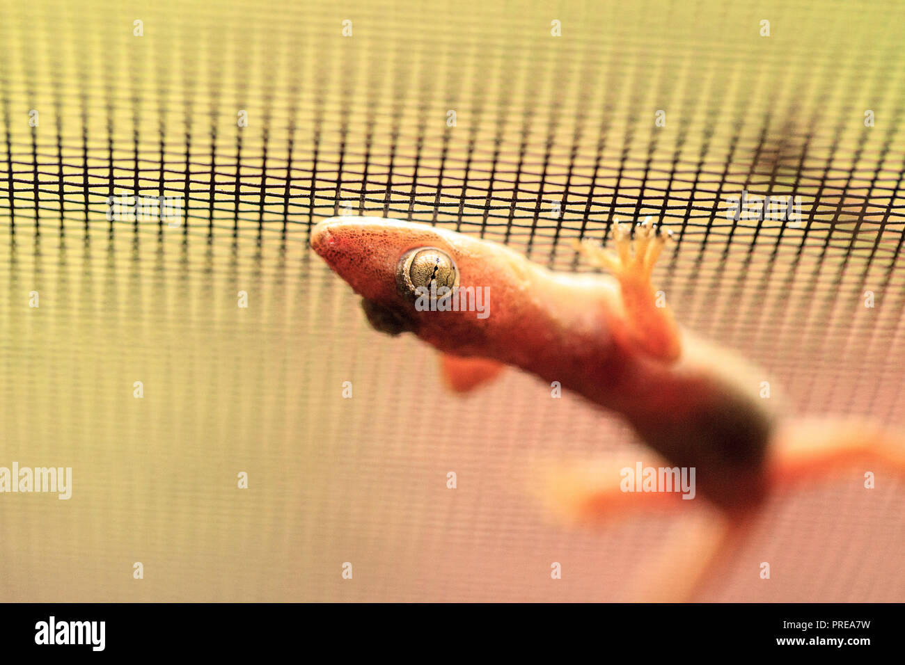 Peach colored Florida common house gecko Hemidactylus frenatus clings ...