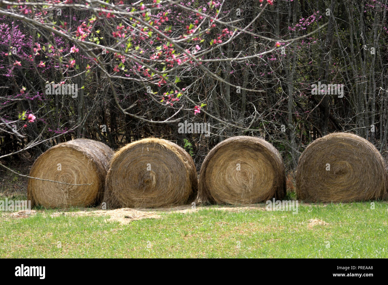 Hay bales and spring blossom Stock Photo - Alamy