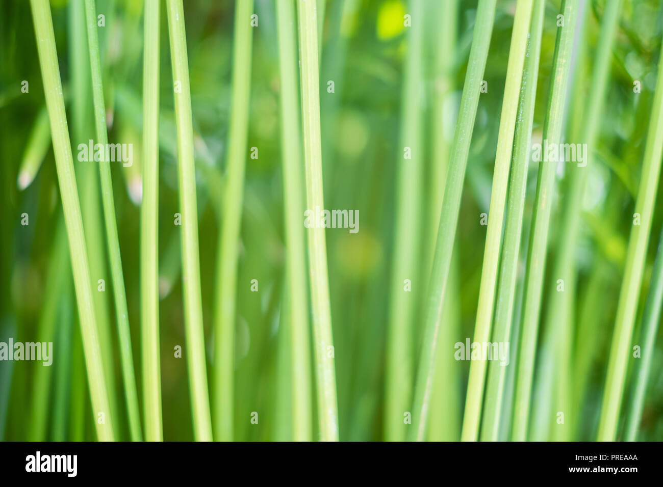 Field plants background hi-res stock photography and images - Alamy