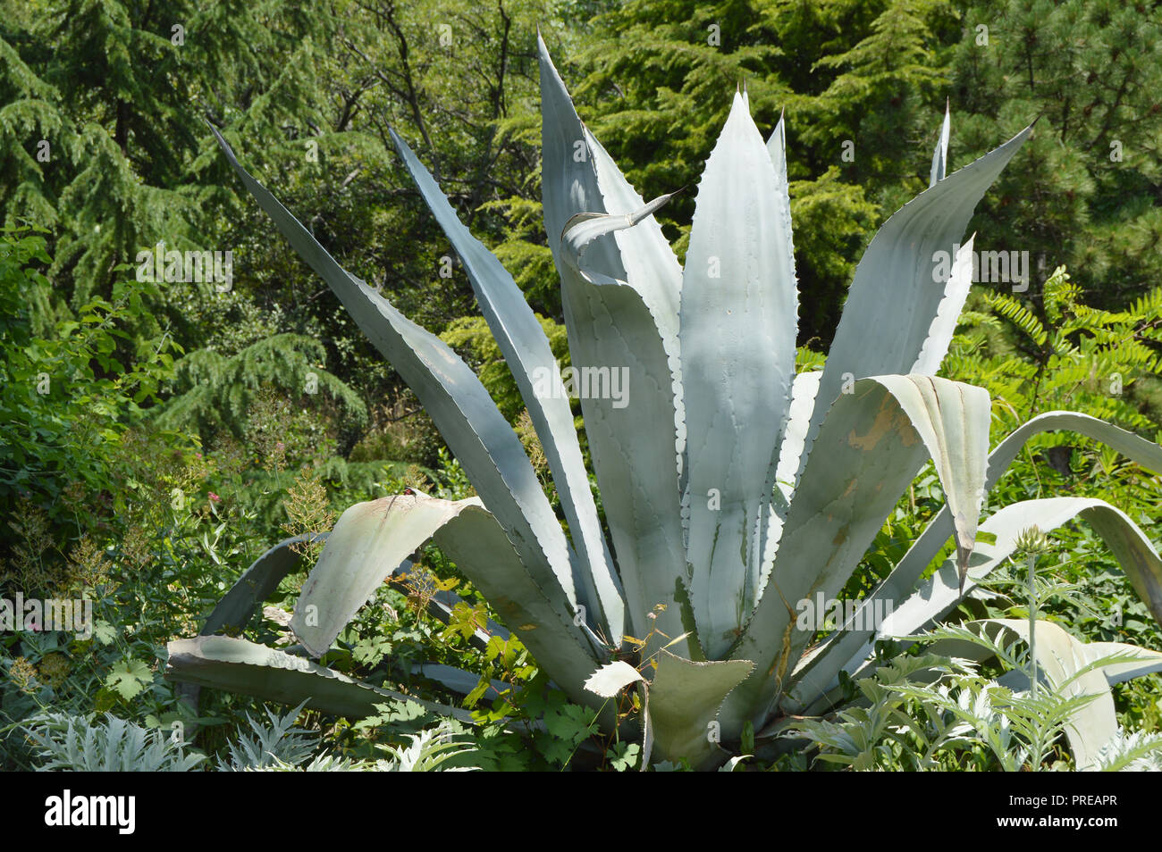 Agave on a hill hi-res stock photography and images - Alamy