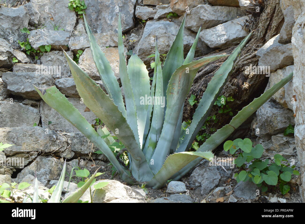 Agave on a hill hi-res stock photography and images - Alamy