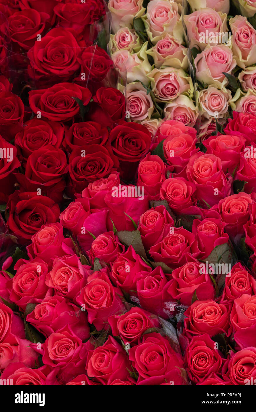 Bunch of fresh and colorful roses for background Stock Photo - Alamy