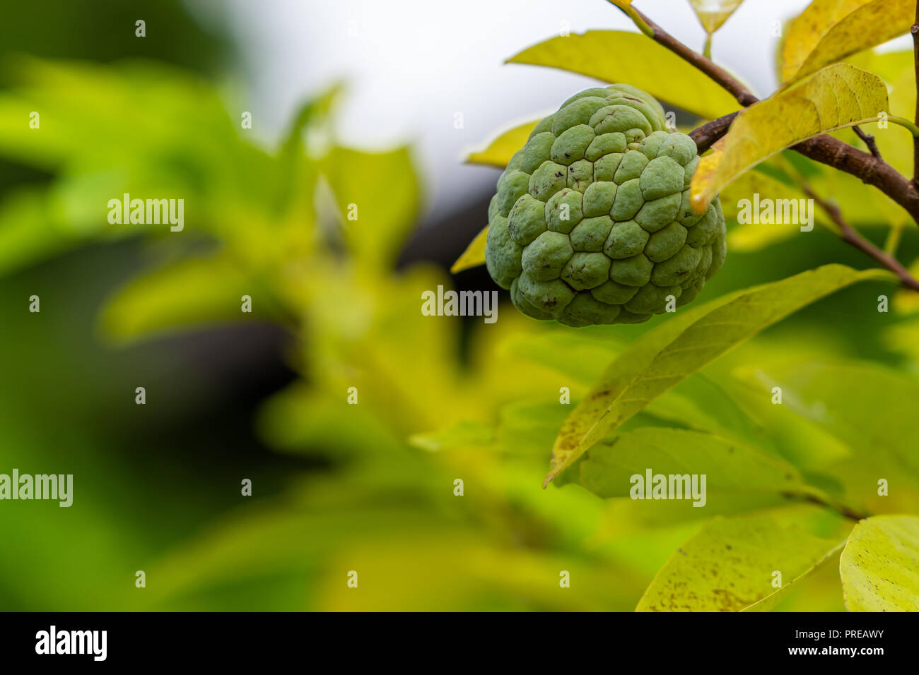 A young fresh custard apple on its tree. The flesh is fragrant and ...