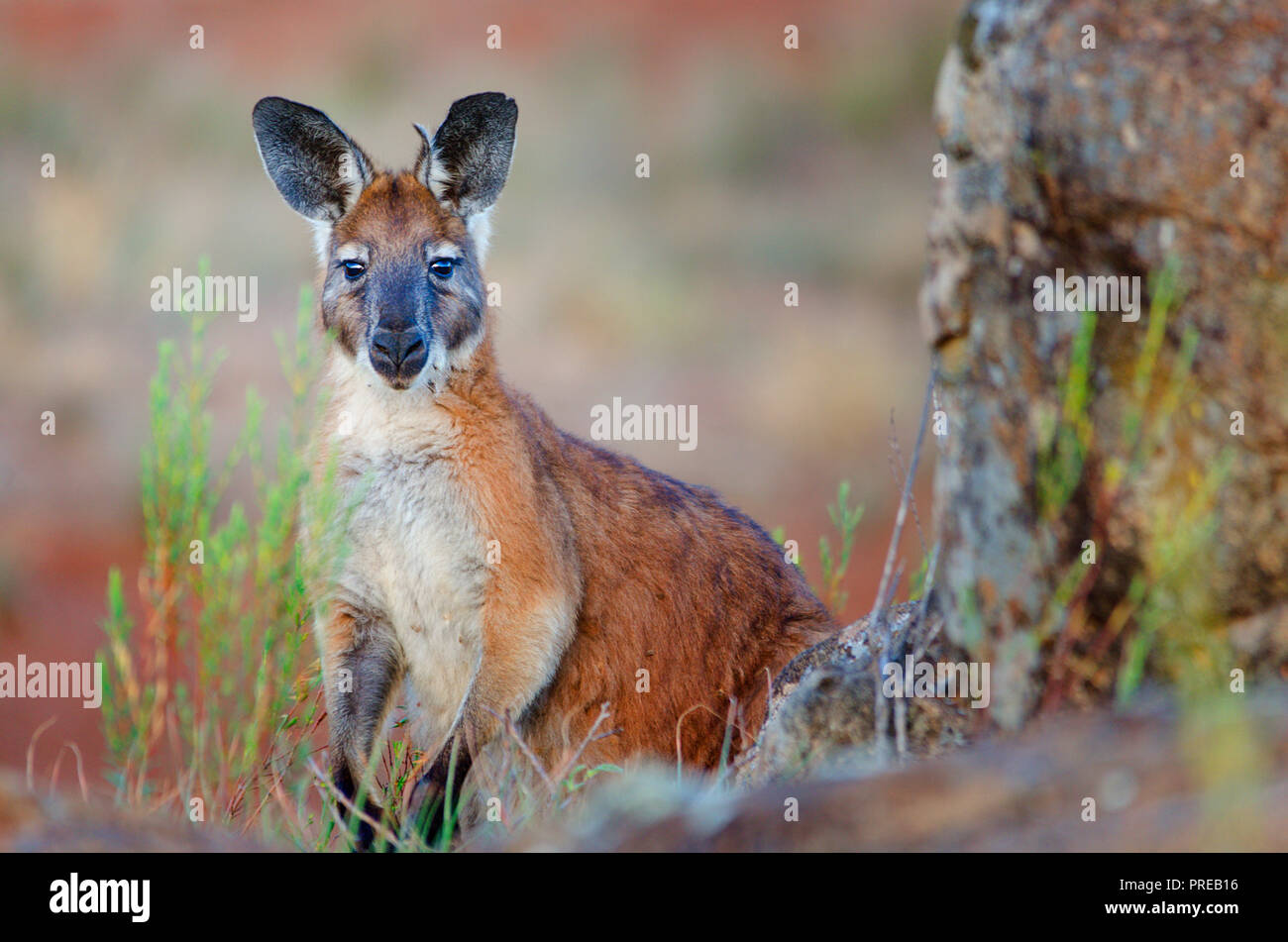 Curious wallaby looking at the camera from behind a rock at Fraser ...