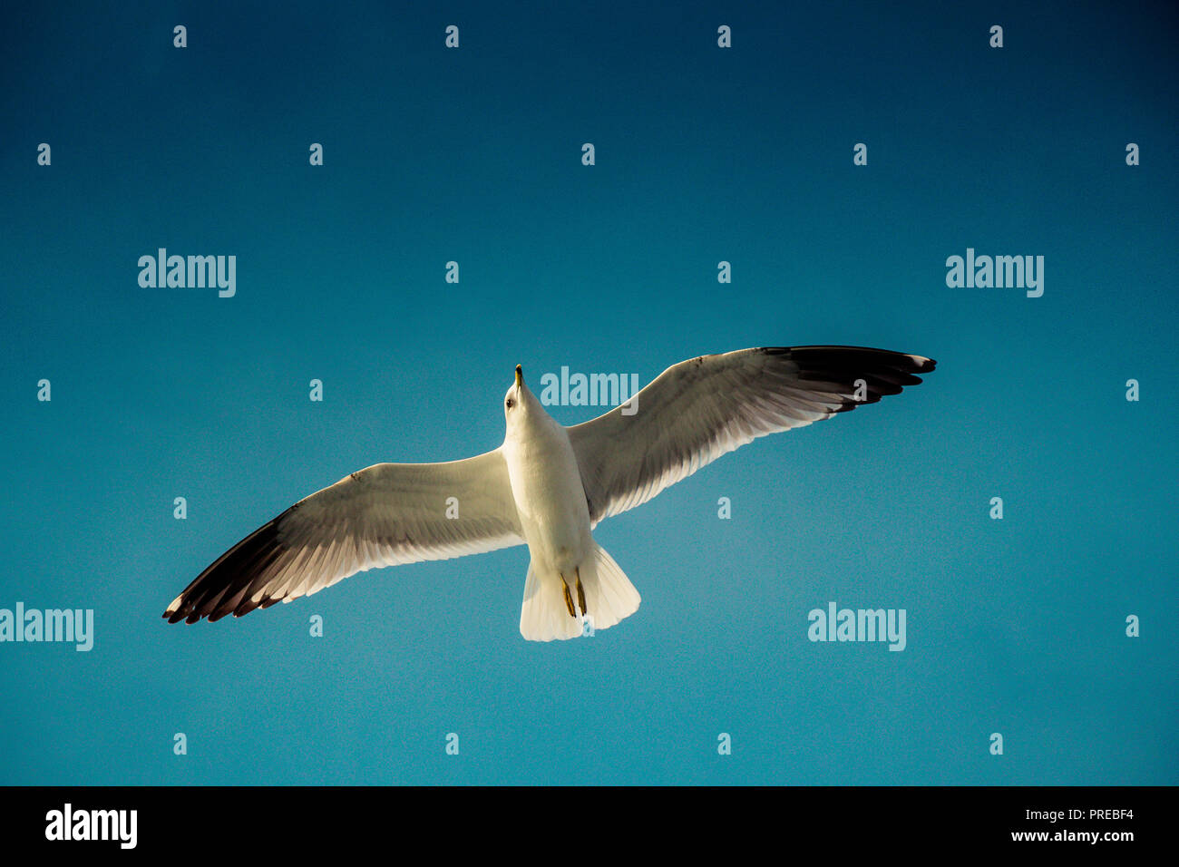 Seagull flying in blue sky over the sea waters Stock Photo - Alamy