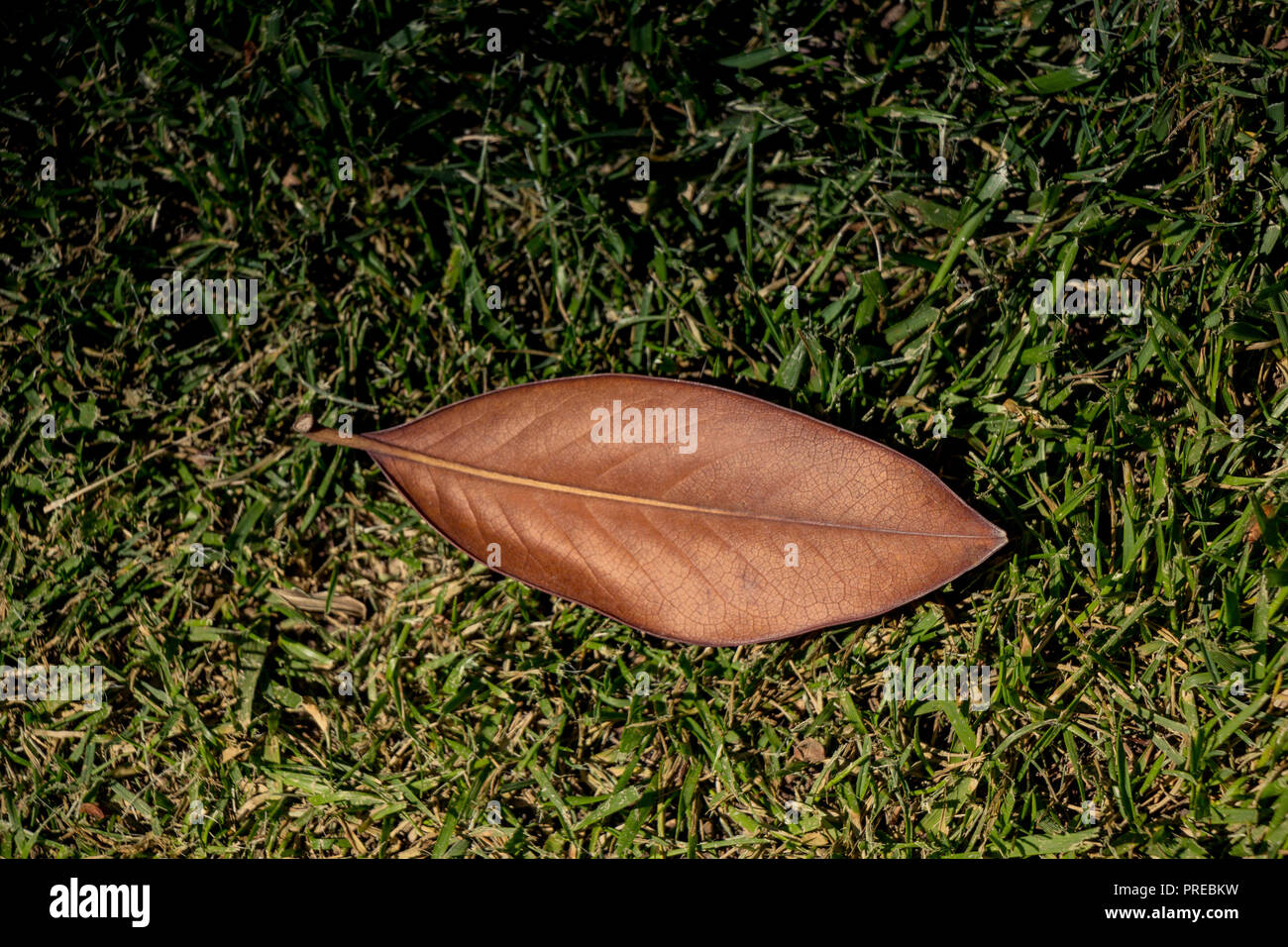 Dry tree leaf as an Autumn background Stock Photo - Alamy