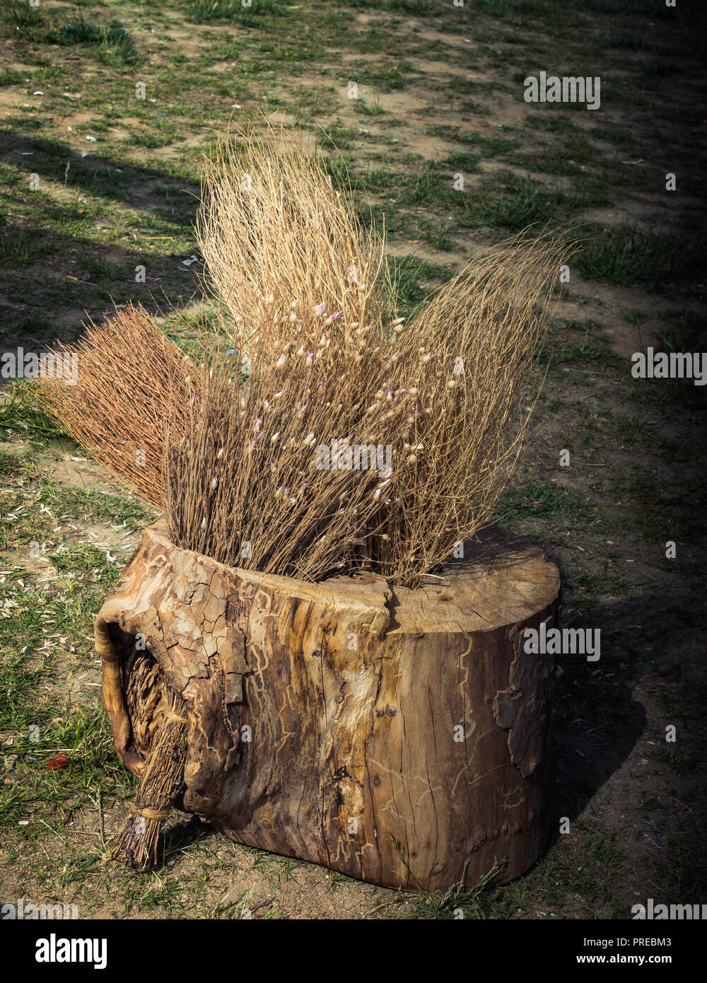 Beautiful colorful natural flowers in dry form Stock Photo - Alamy