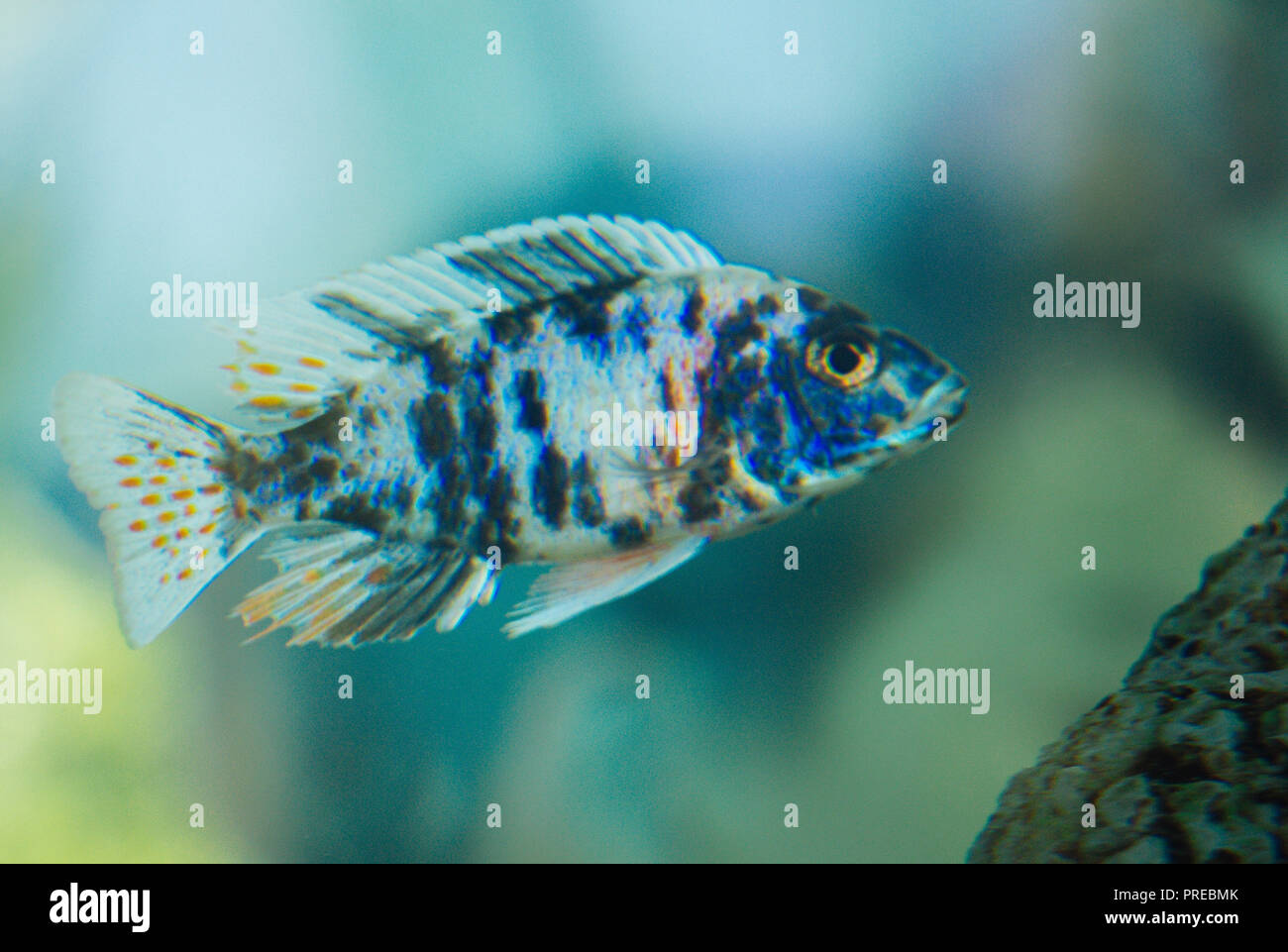 Beautiful colorful fish swims in the aquarium environment Stock Photo ...