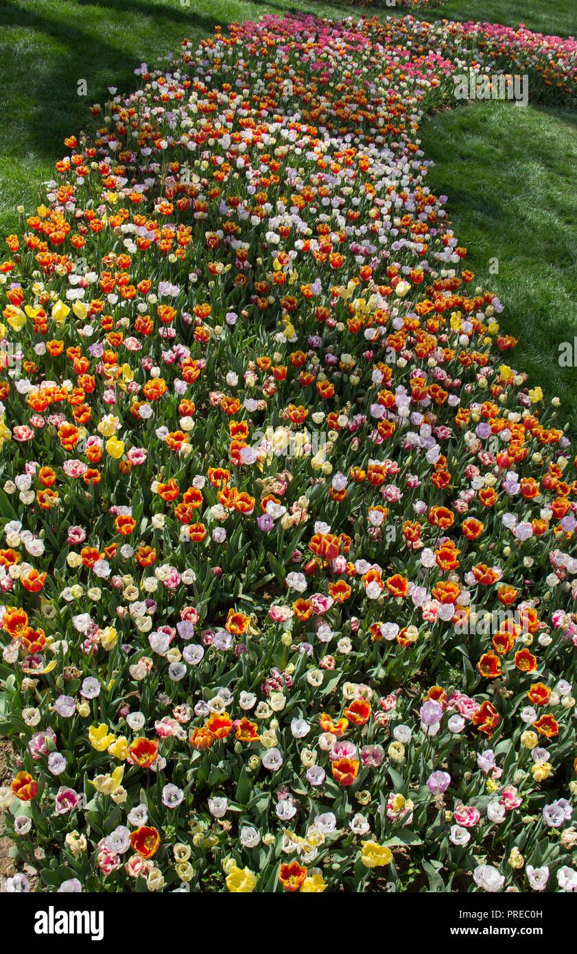 Blooming beautiful colorful natural flowers in view Stock Photo - Alamy