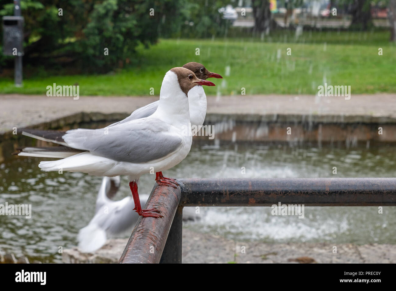 The black-headed gull is a small gull that breeds in much of Europe and ...