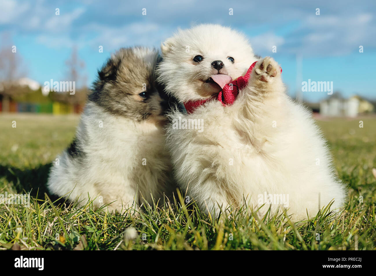 Little puppies. Pomeranian puppies playing outdoor Pomeranian spitz-dog ...
