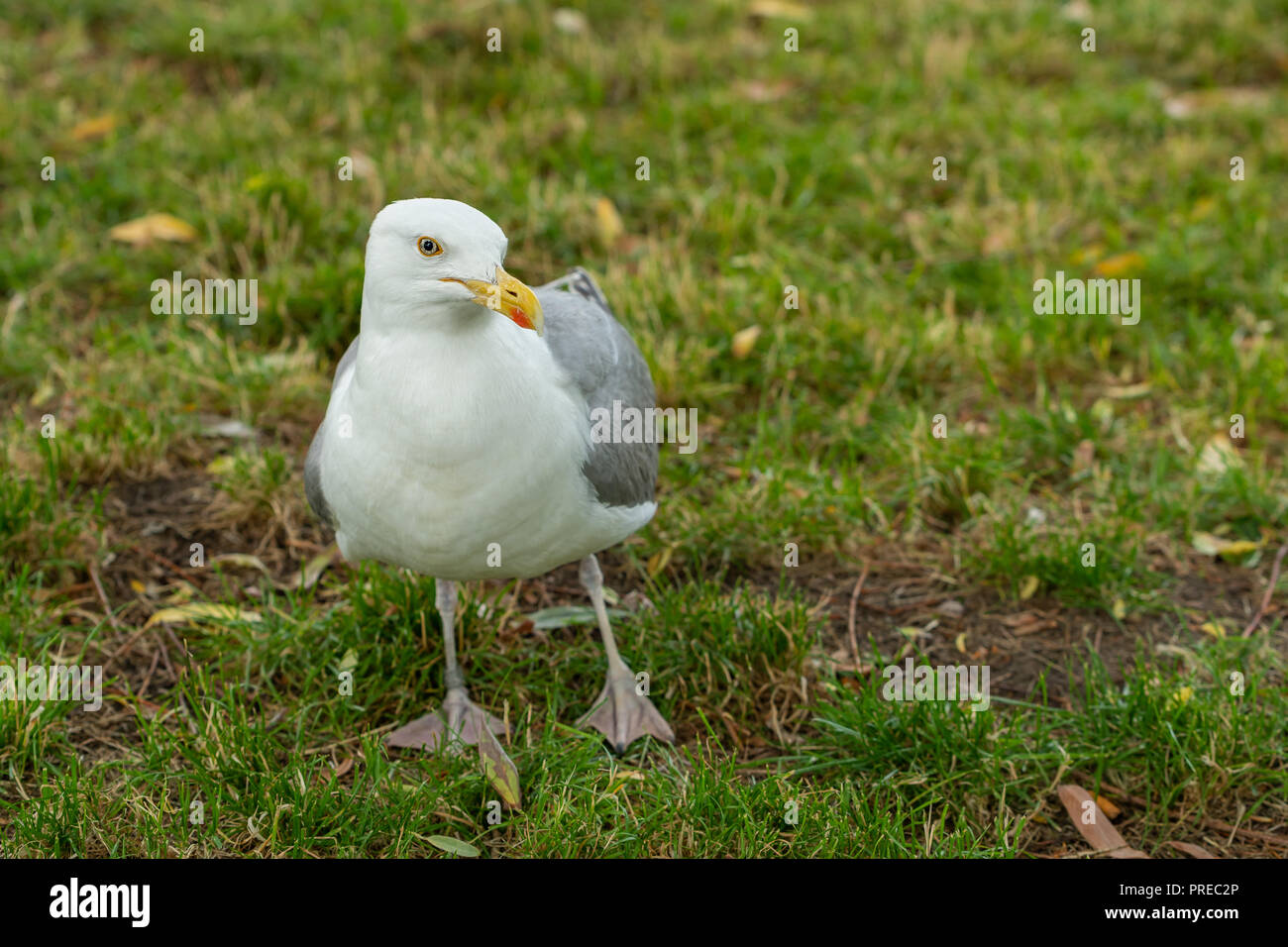 The lesser black-backed gull is a large gull that breeds on the ...