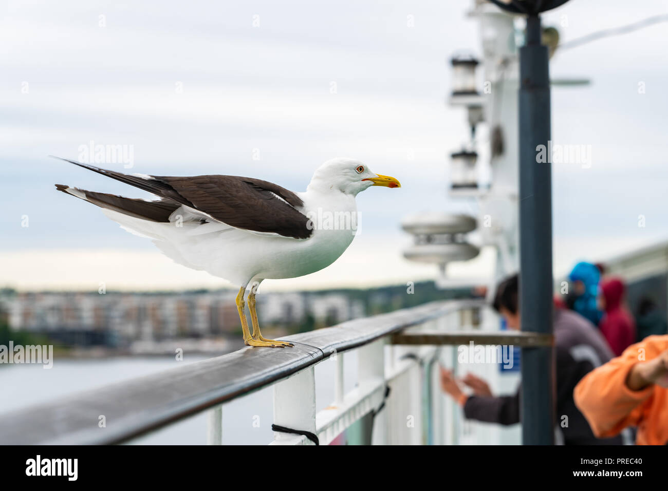 The great black-backed gull is the largest member of the gull family ...