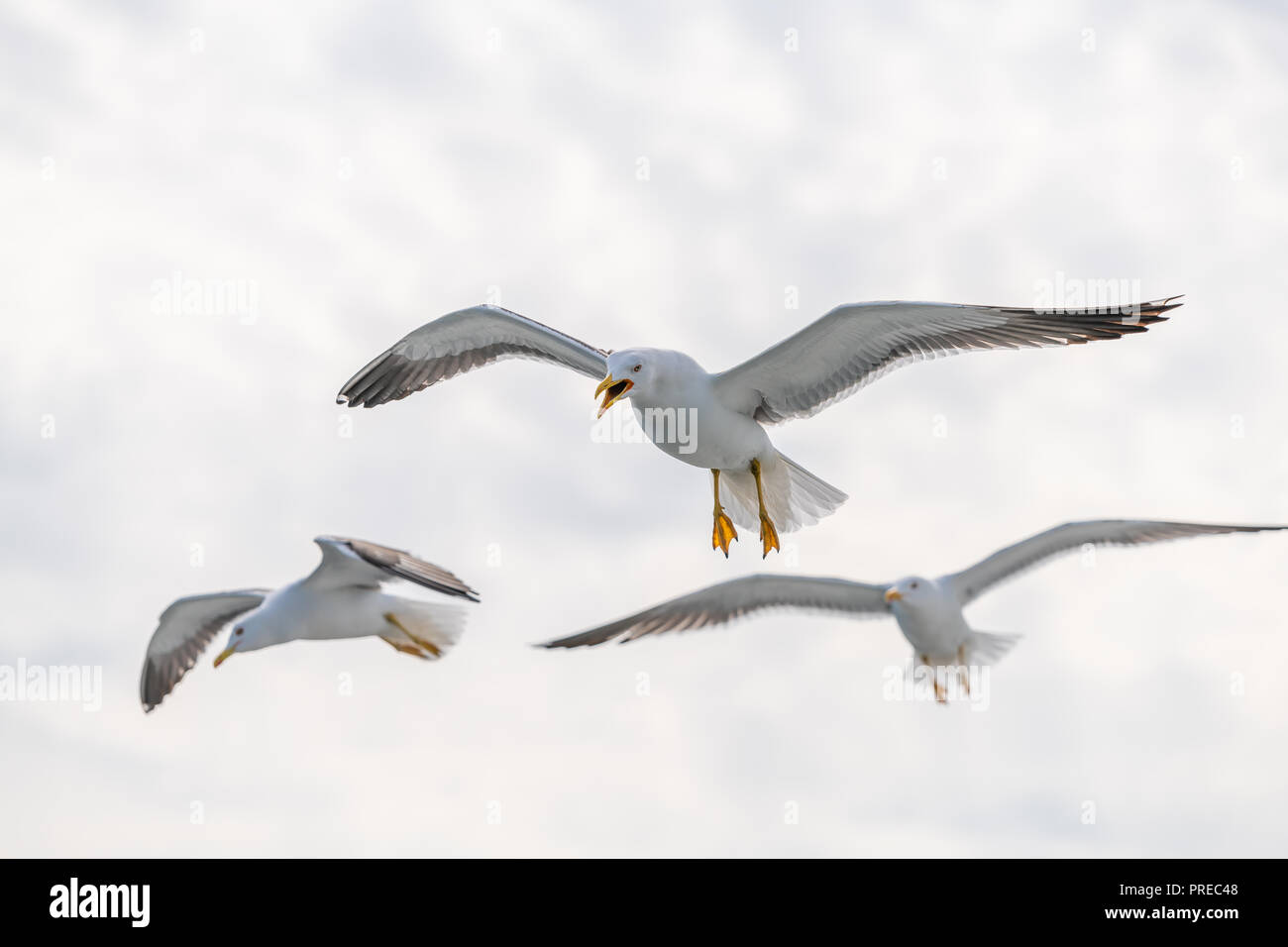 The great black-backed gull is the largest member of the gull family ...