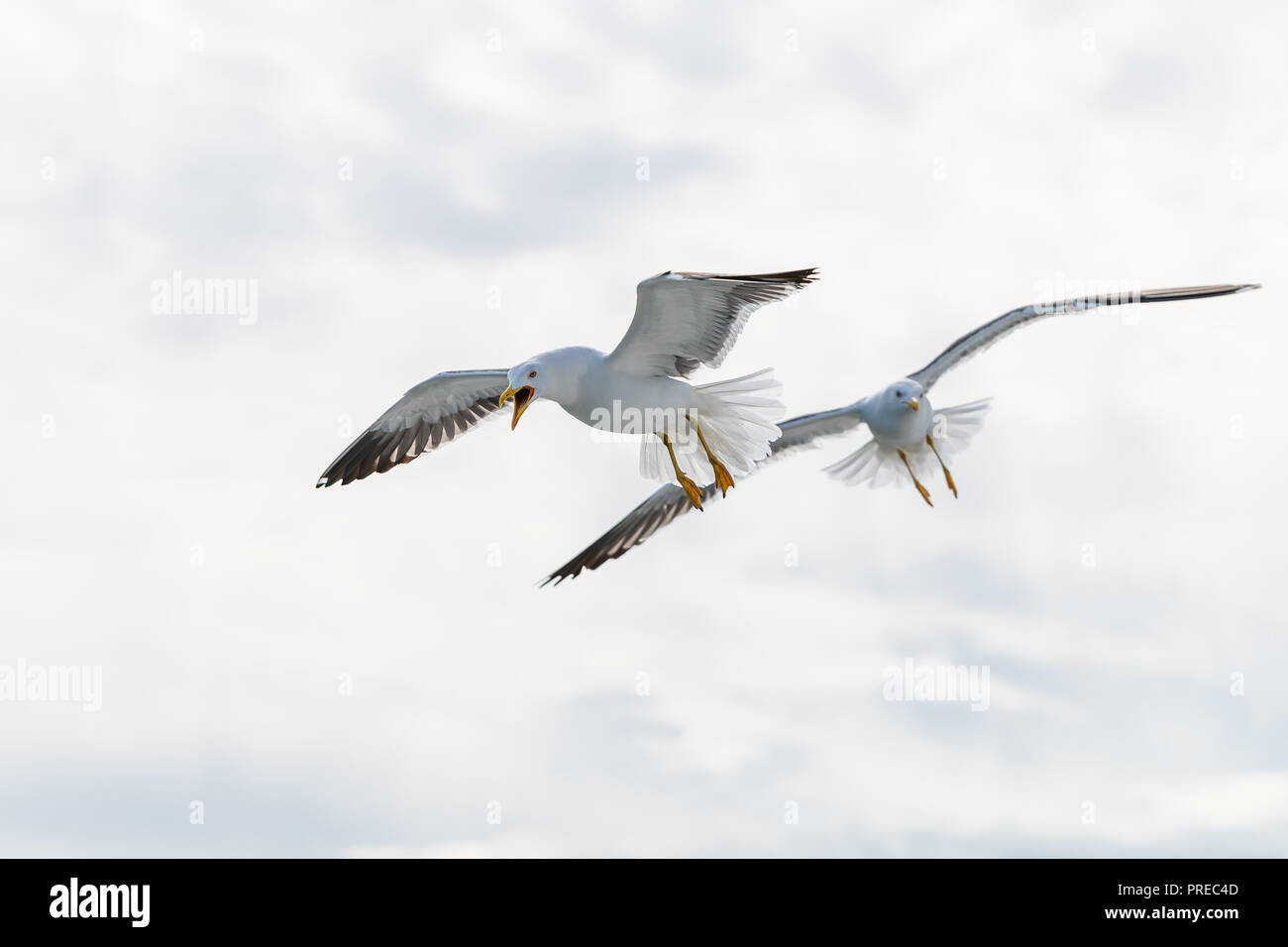 The great black-backed gull is the largest member of the gull family ...