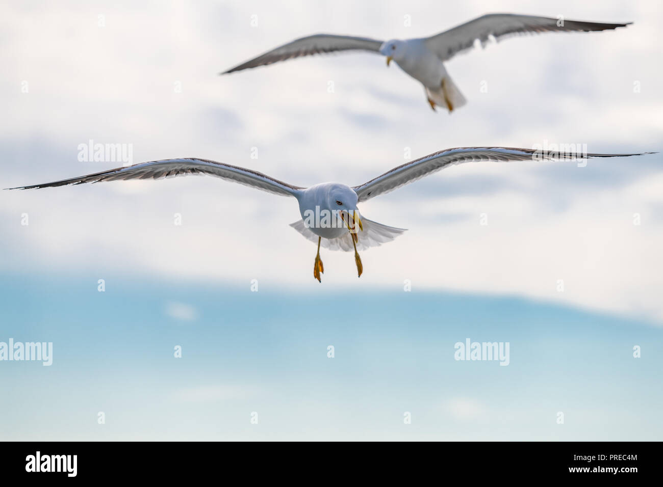 The great black-backed gull is the largest member of the gull family ...