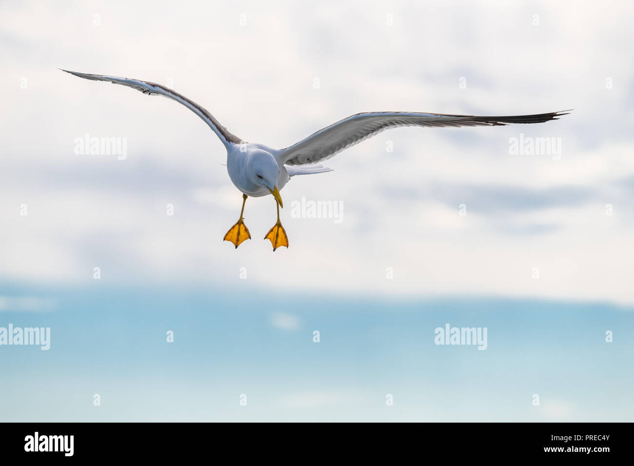 The great black-backed gull is the largest member of the gull family ...