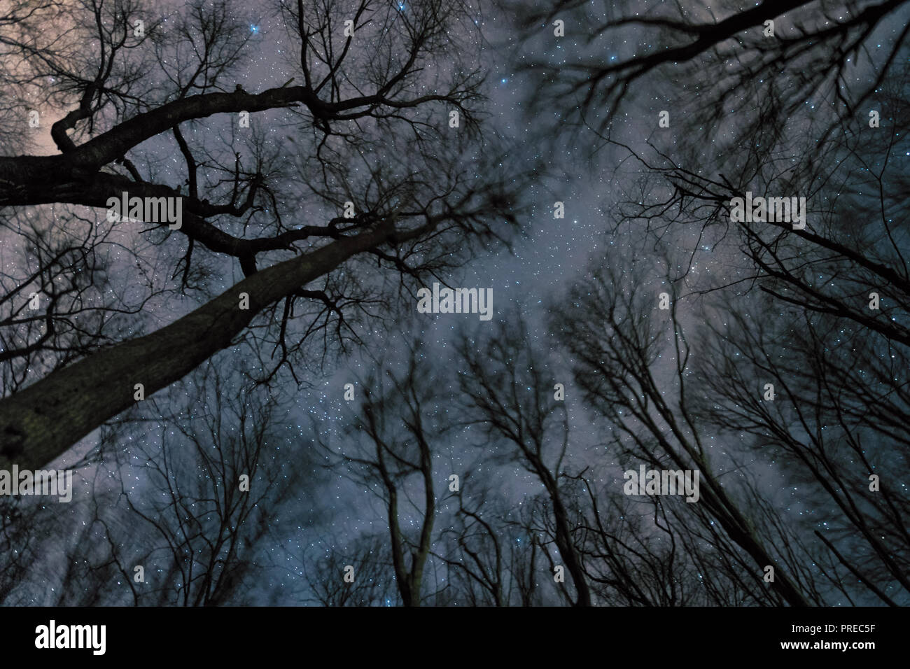 Beautiful Starry night, the Milky Way and the trees, Windy night moving ...