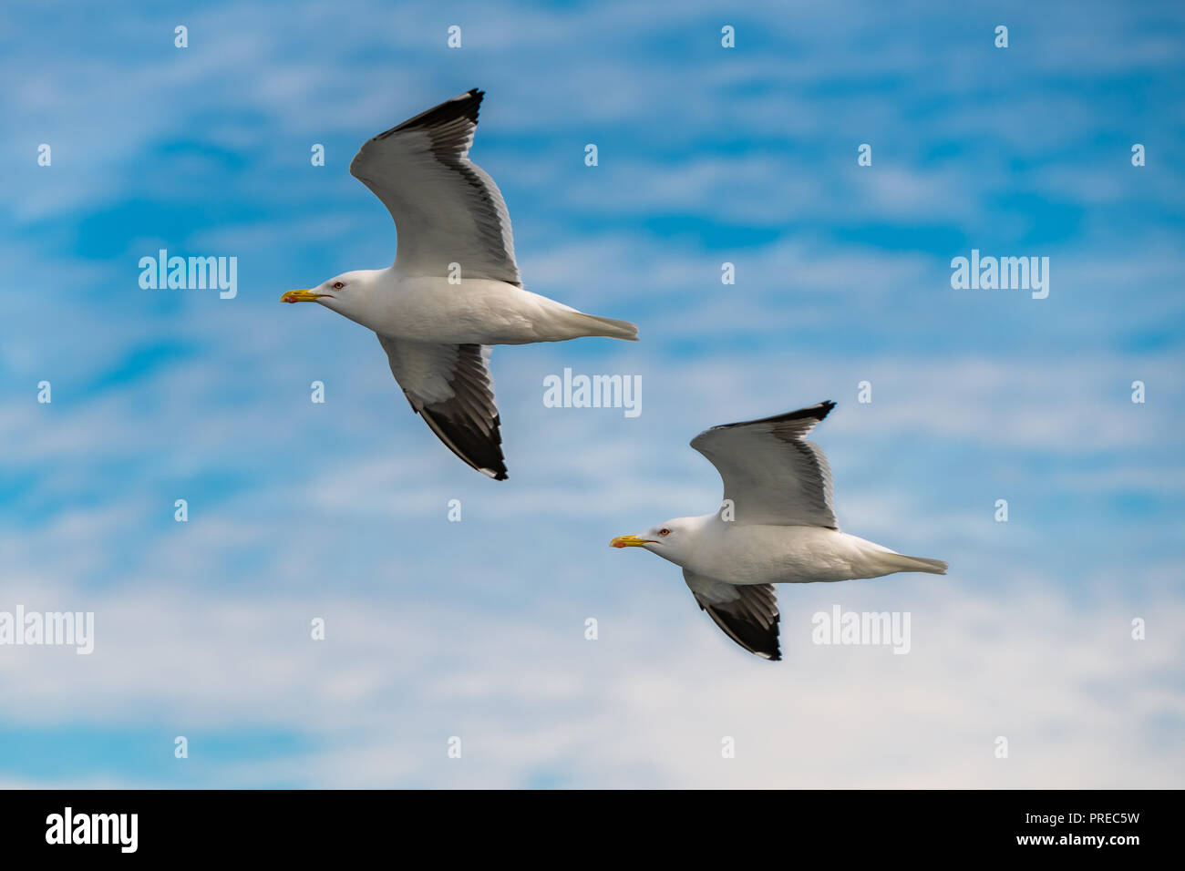 The great black-backed gull is the largest member of the gull family ...