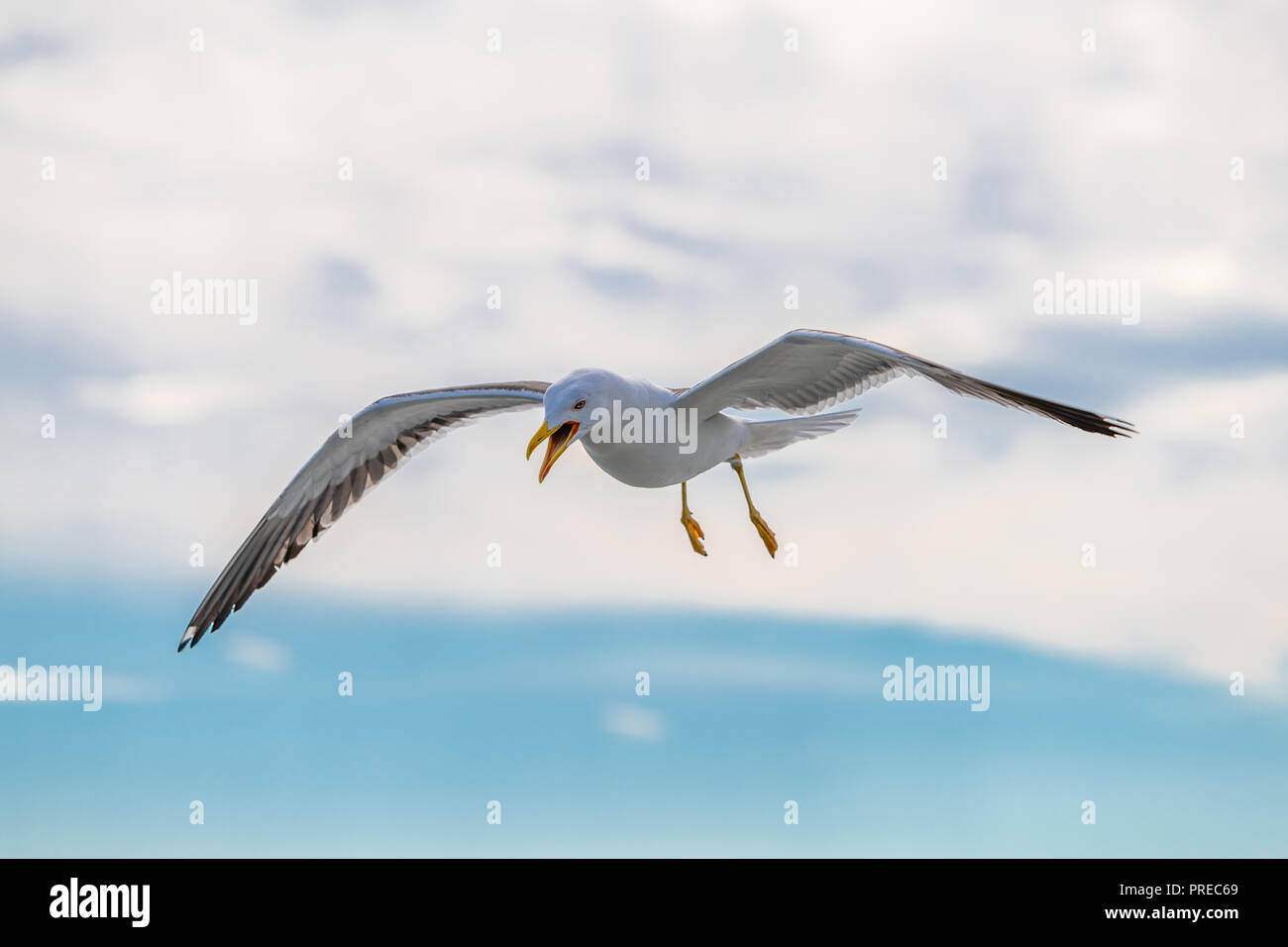 Is the largest member of the gull family hi-res stock photography and ...