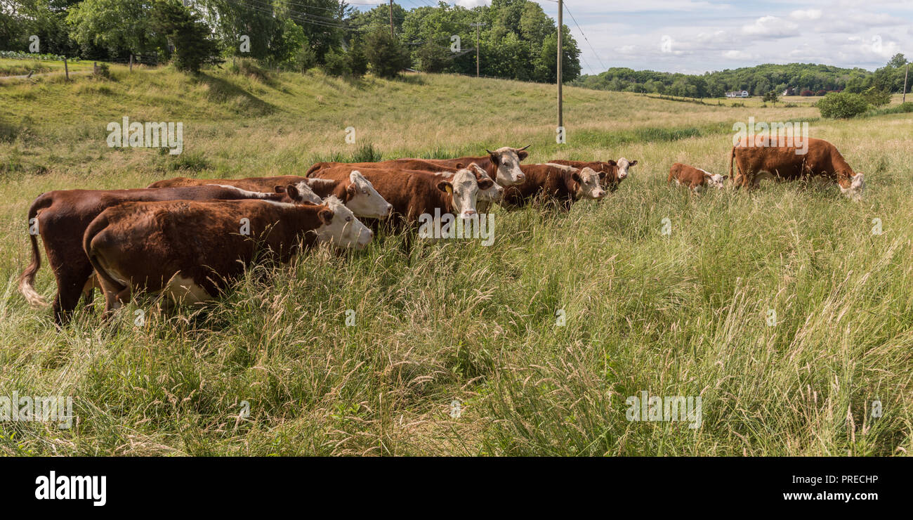 Small herd of cows with one calf in a line grazing through long grass ...