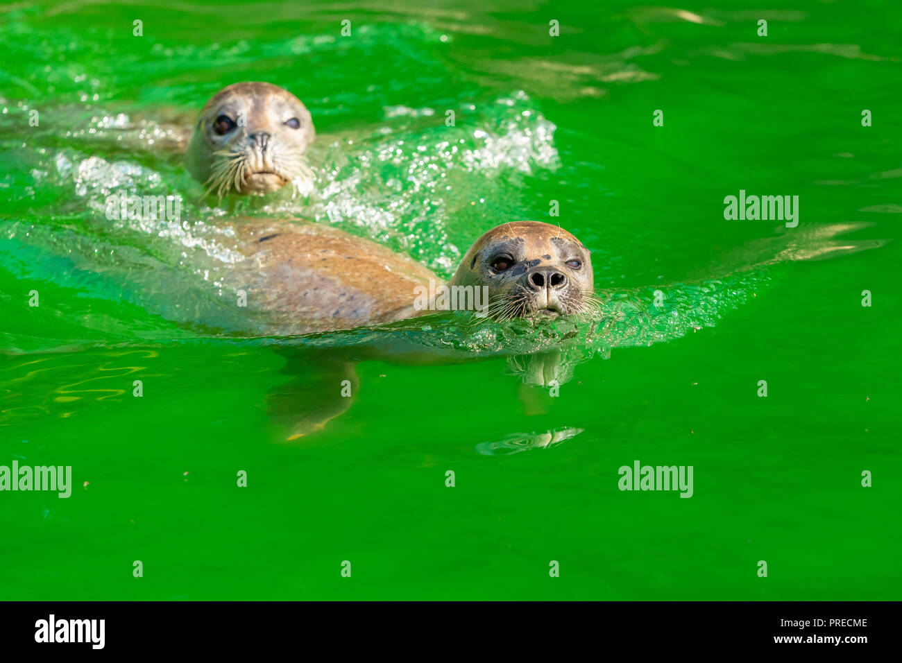Family Phocidae Stock Photos & Family Phocidae Stock Images - Alamy