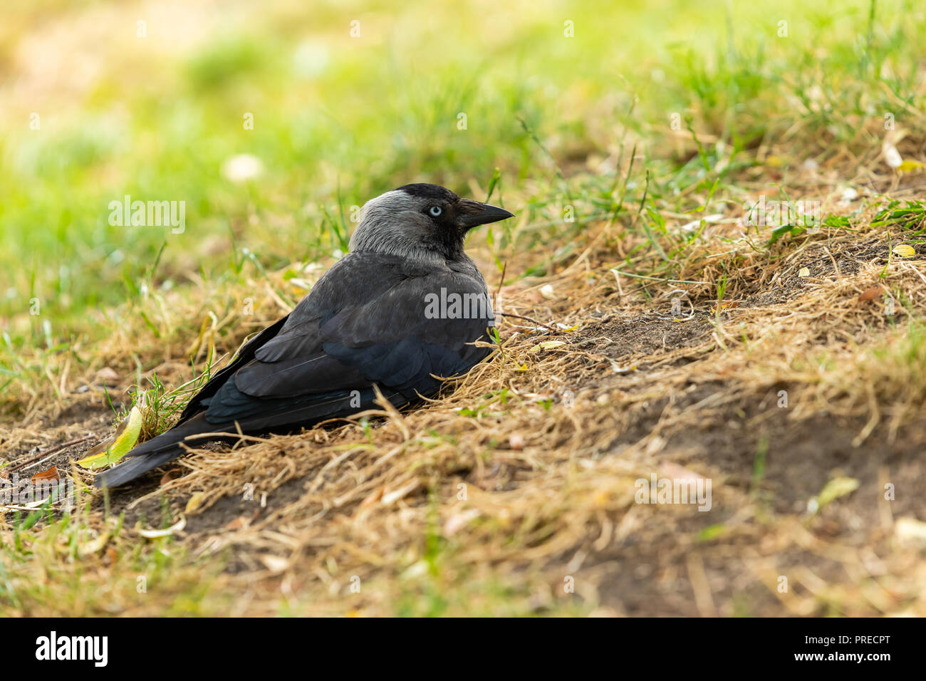 Crow rest hi-res stock photography and images - Alamy