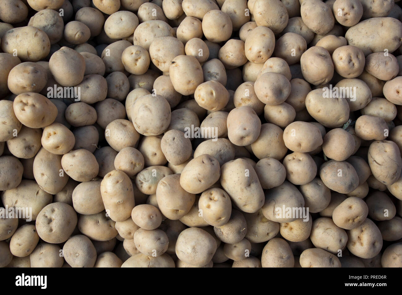 potato seamless pattern closeup fresh and colorful Stock Photo - Alamy