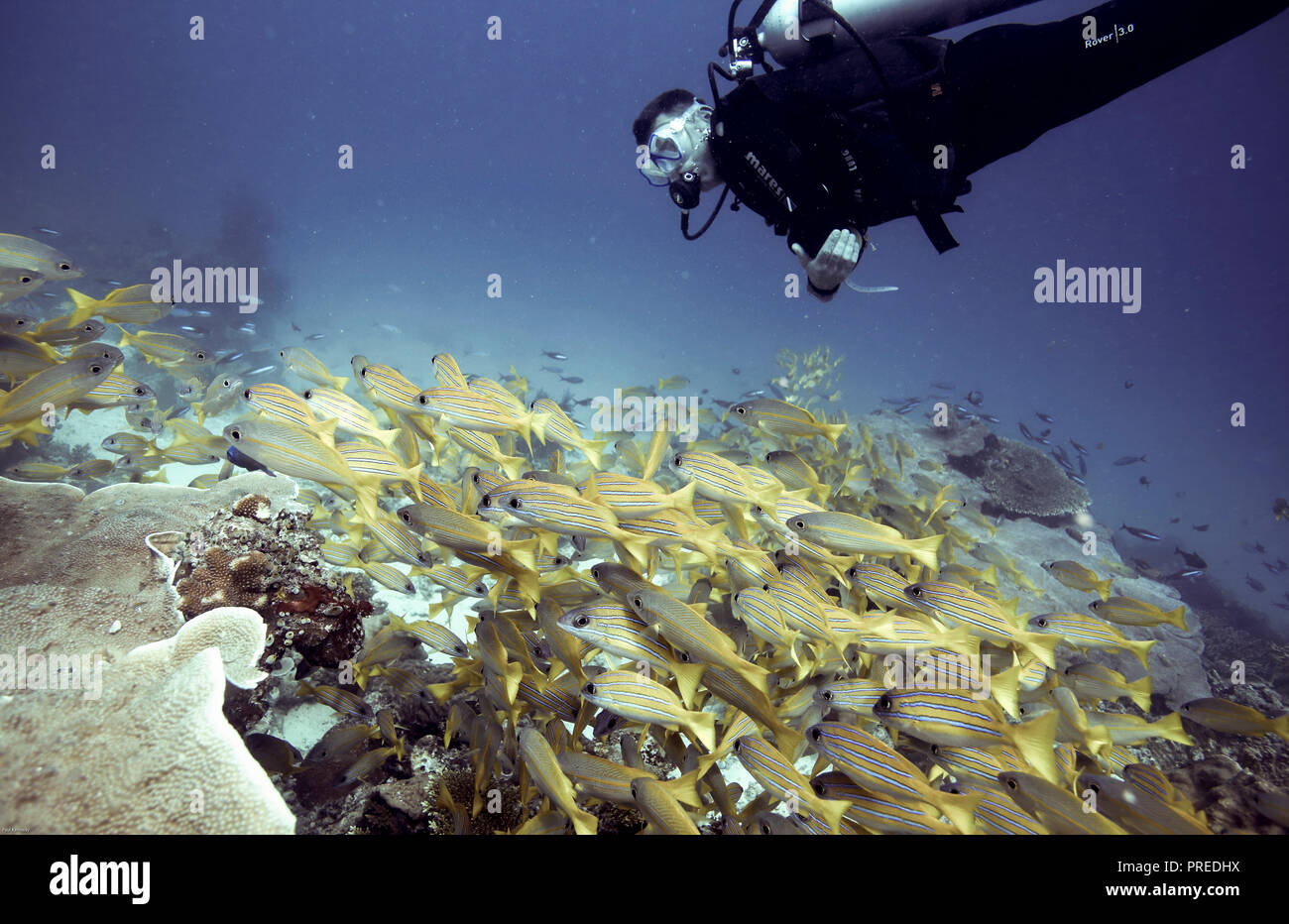 Blue stripe snapper hi-res stock photography and images - Alamy