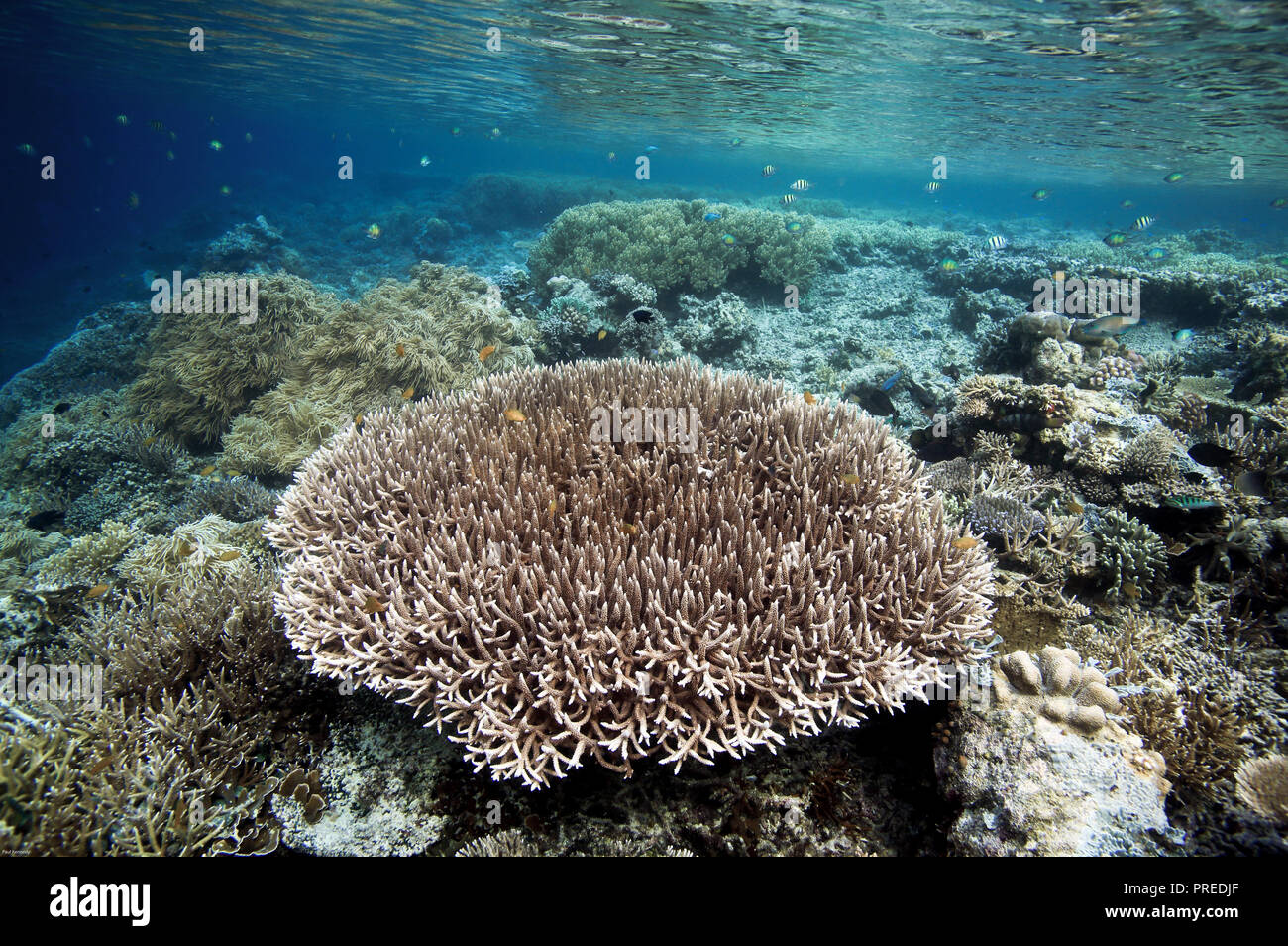 Coral reef underwater view in Raja Ampat, West Papua, Indonesia Stock ...