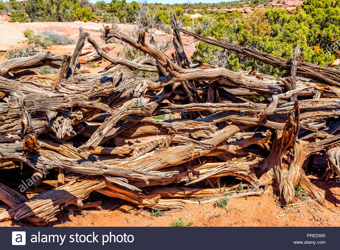 Dead Juniper Tree Stock Photos & Dead Juniper Tree Stock Images - Alamy