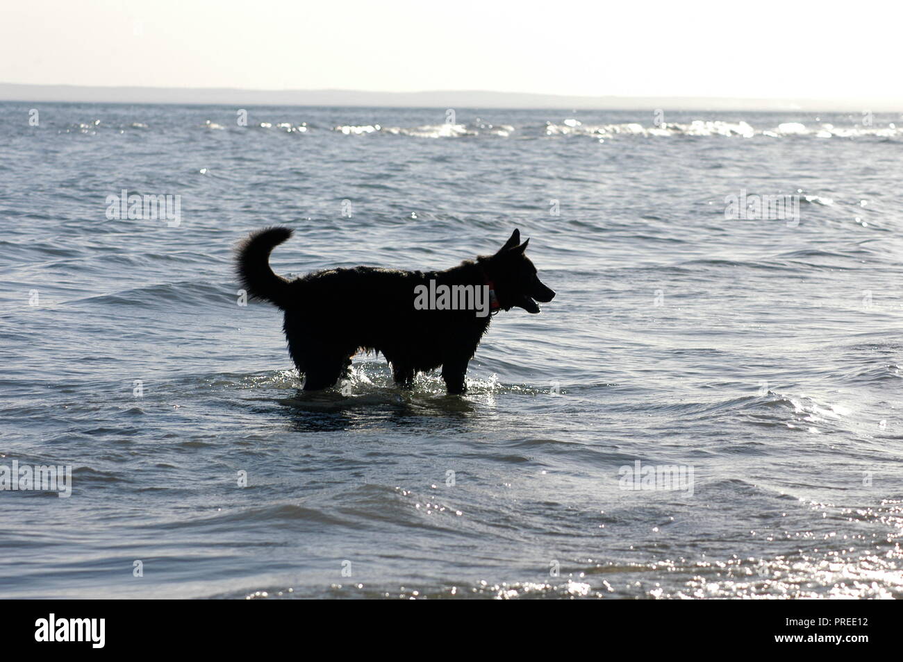 Dog by the sea Stock Photo - Alamy