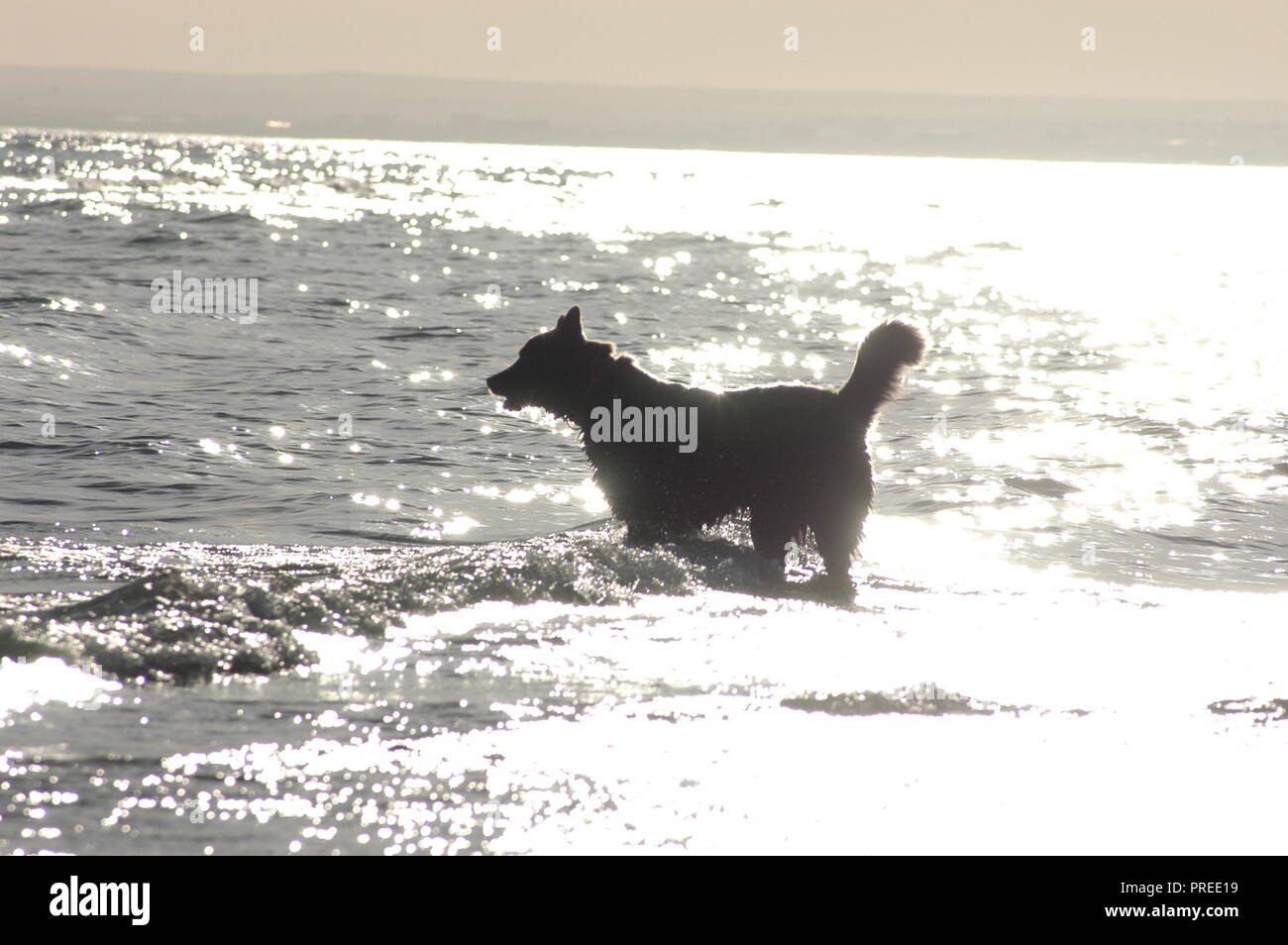 Dog by the sea Stock Photo - Alamy