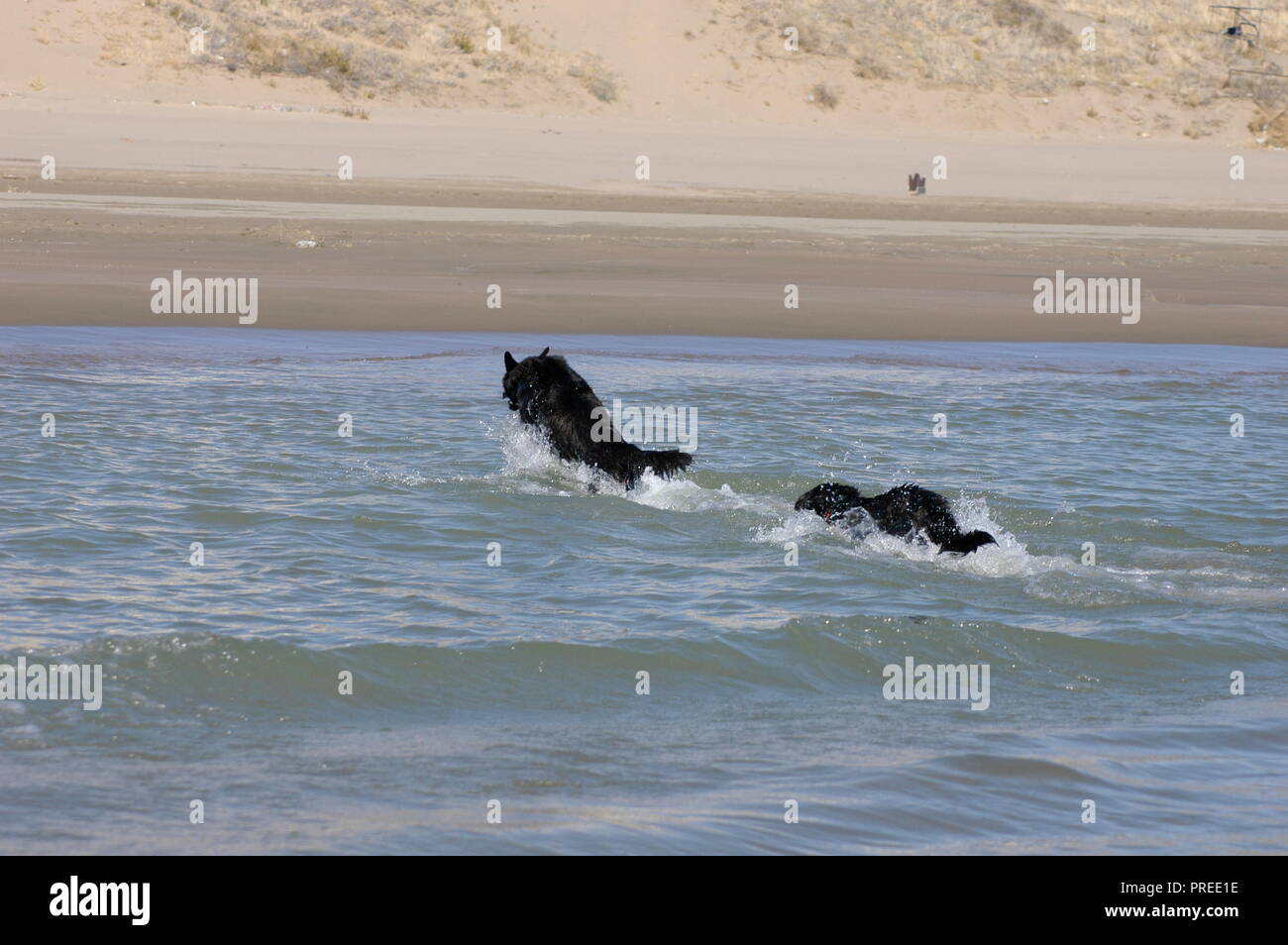 dogs by the sea Stock Photo - Alamy