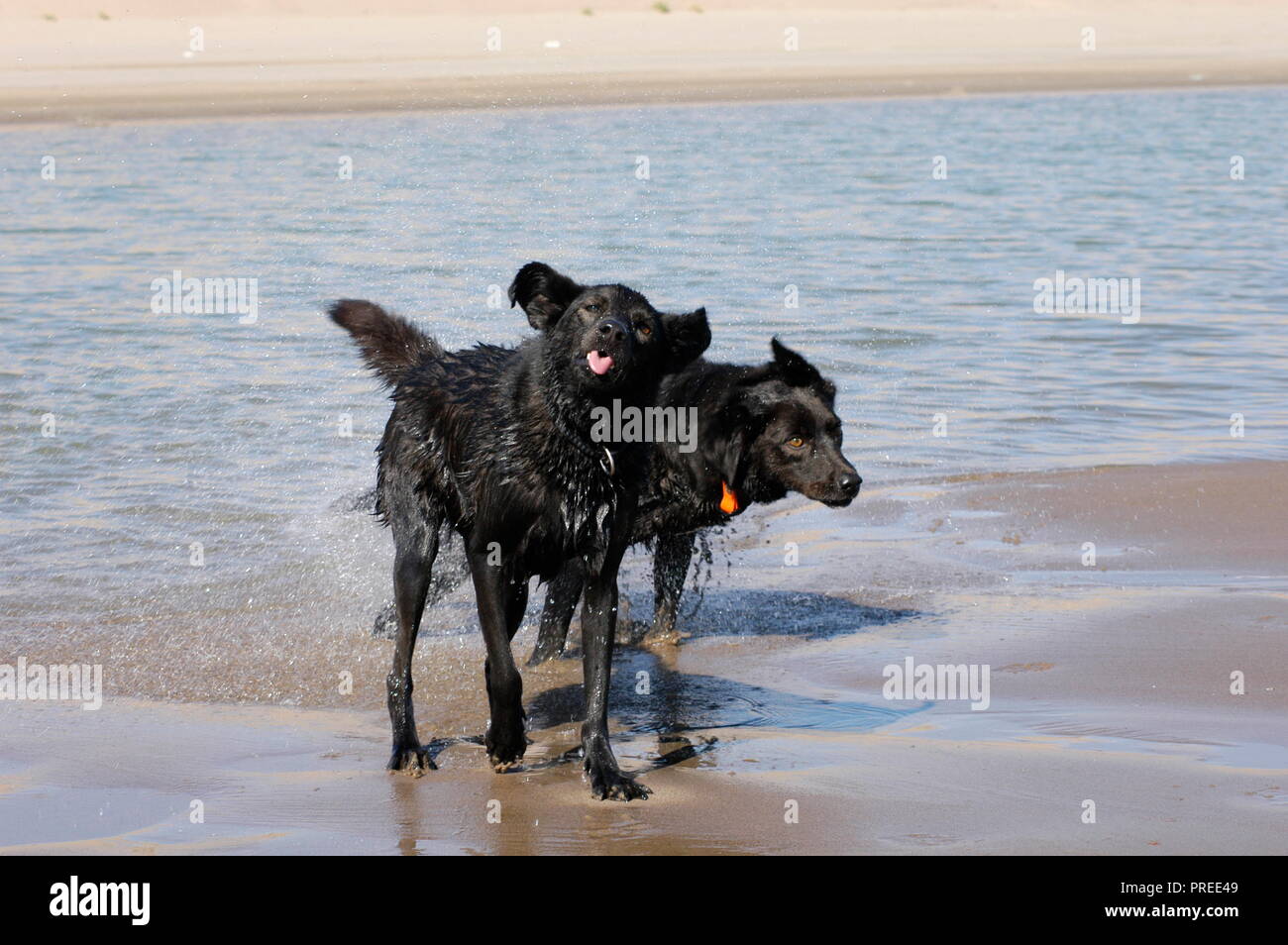 Dogs on sunny day hi-res stock photography and images - Alamy