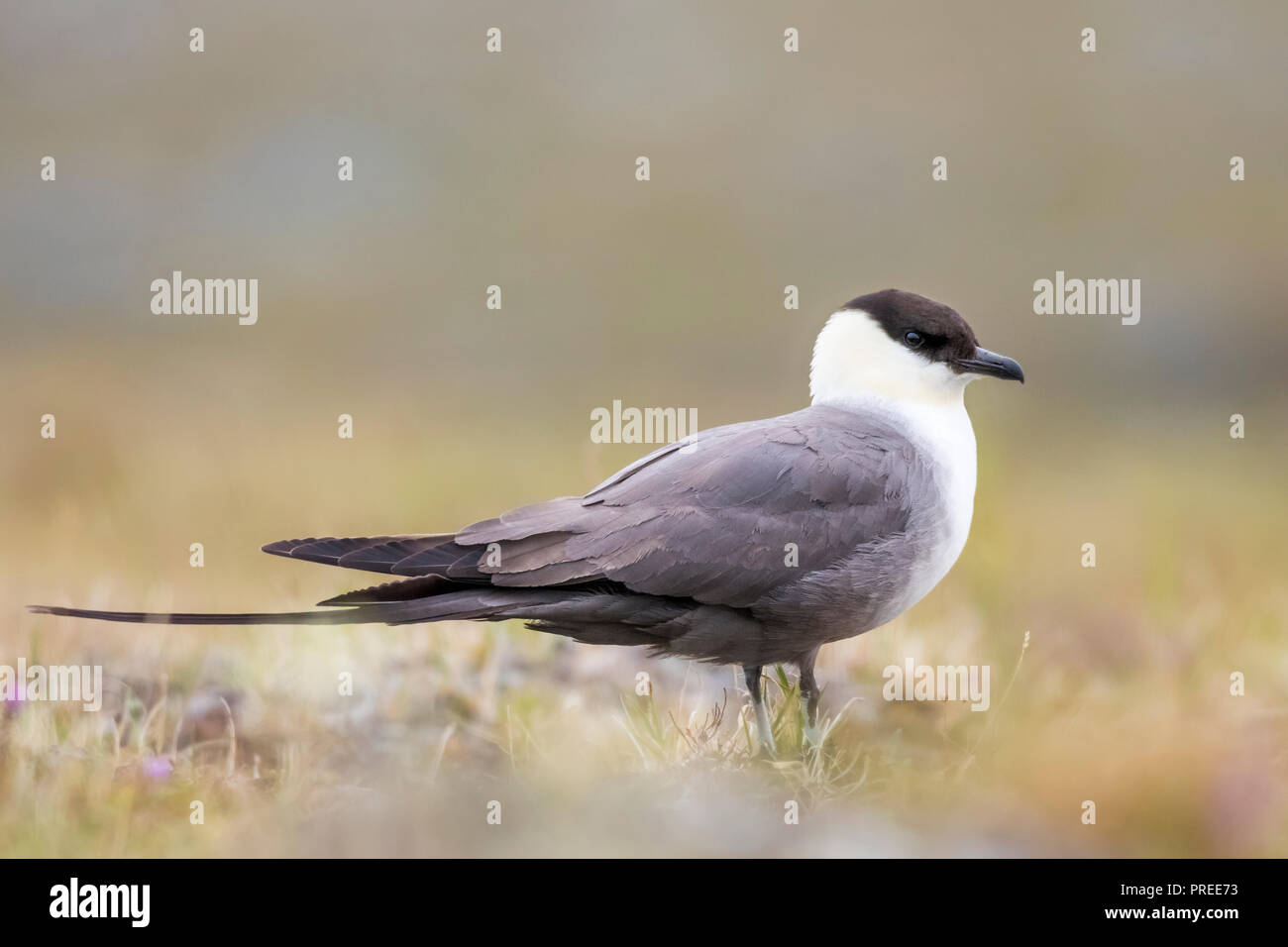 Long tailed skua hi-res stock photography and images - Alamy