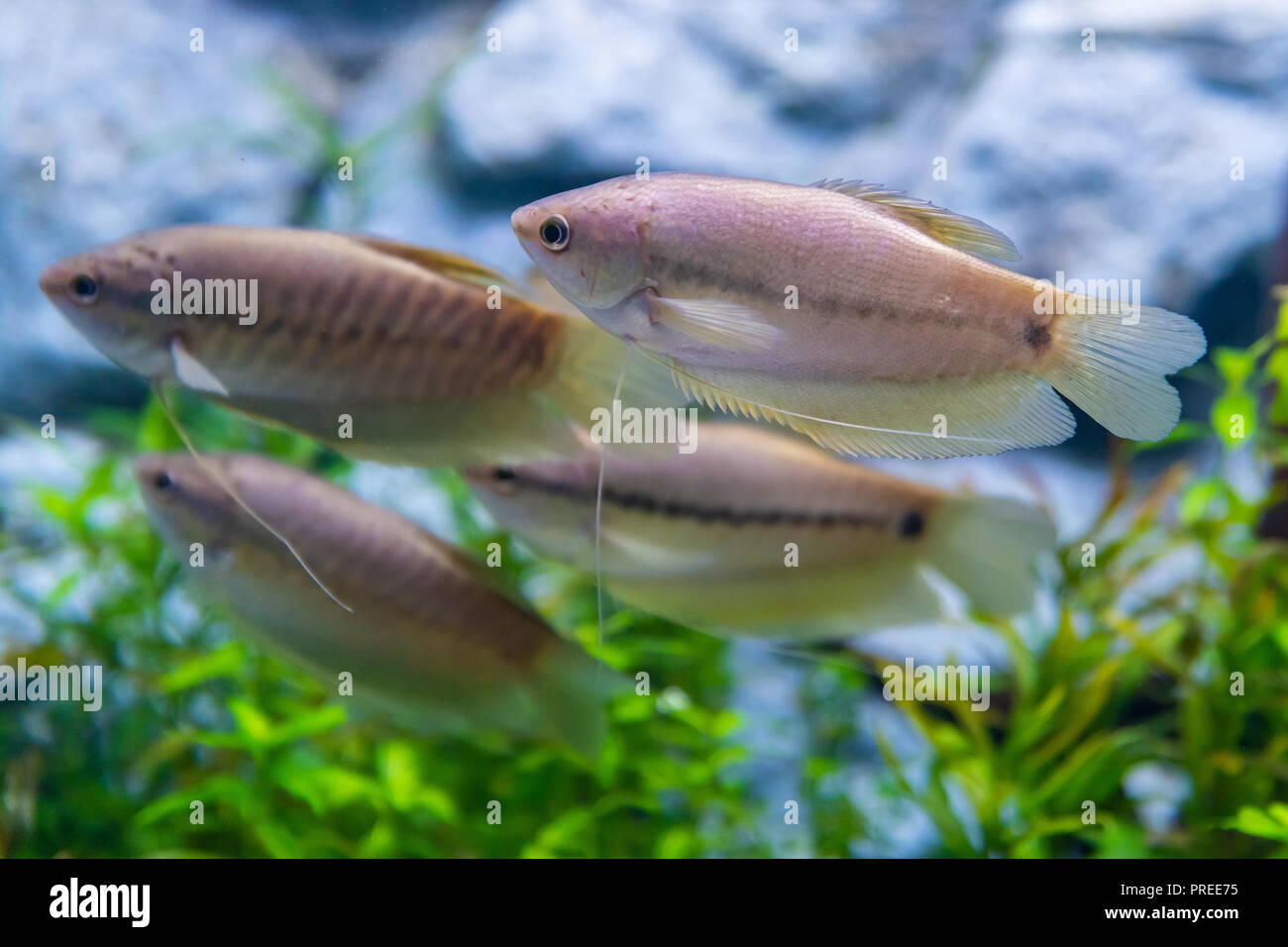 A group of snakeskin gourami fish in a private aquarium Stock Photo - Alamy