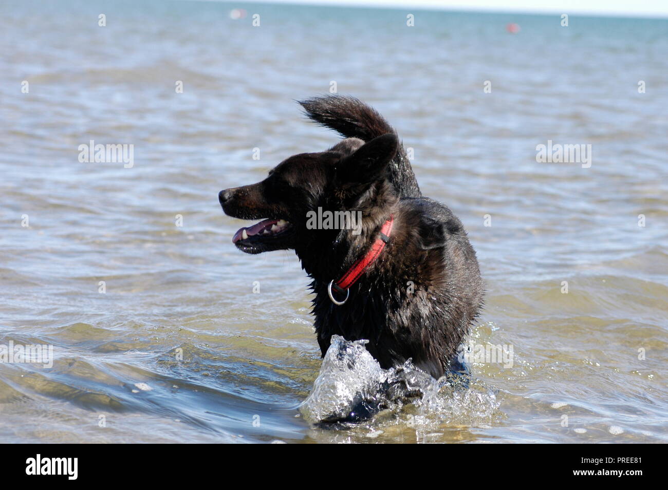 Sea dog hi-res stock photography and images - Alamy